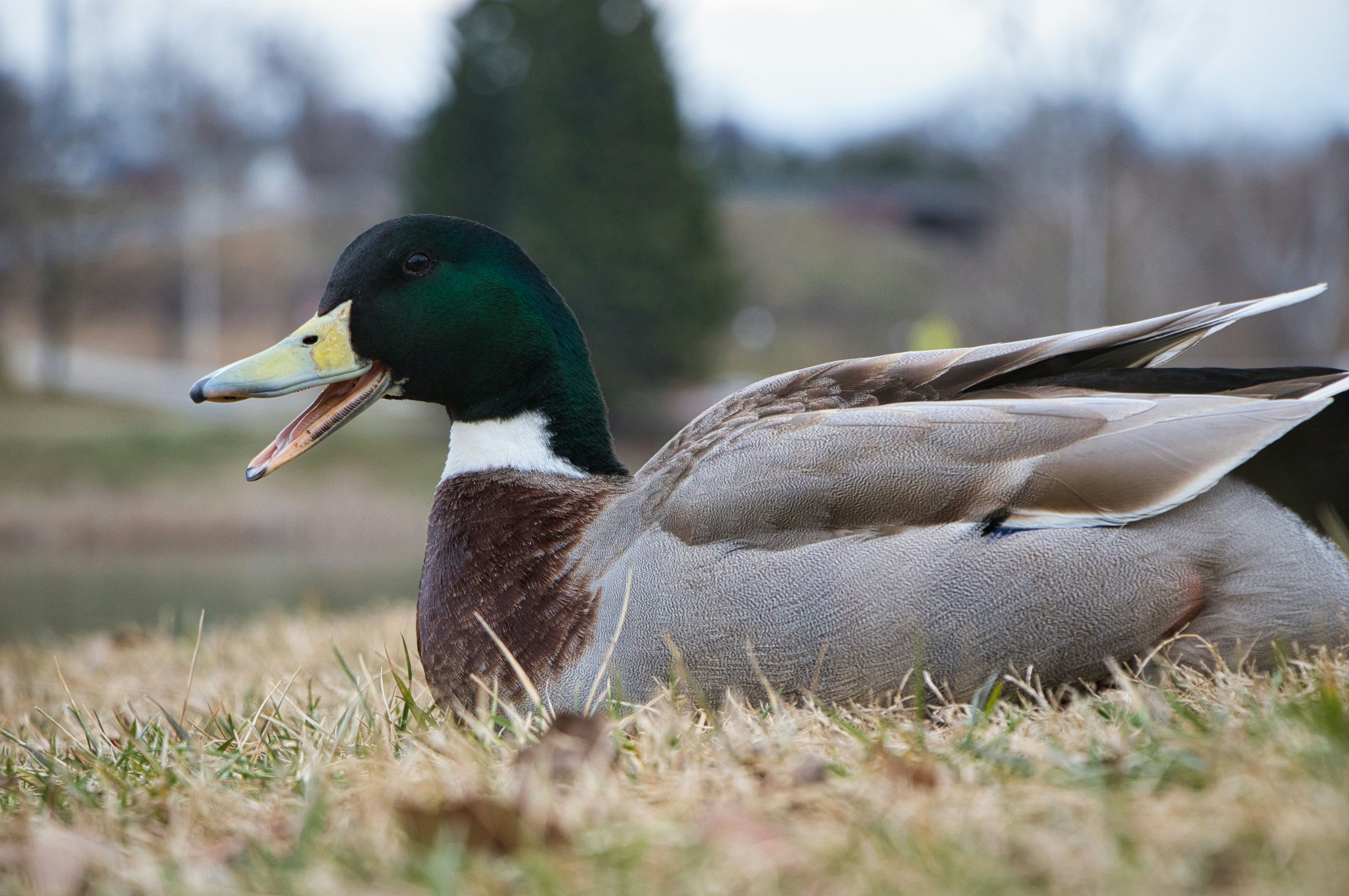 Lounge of a Mallard: Calm Sprawl in Winter Field