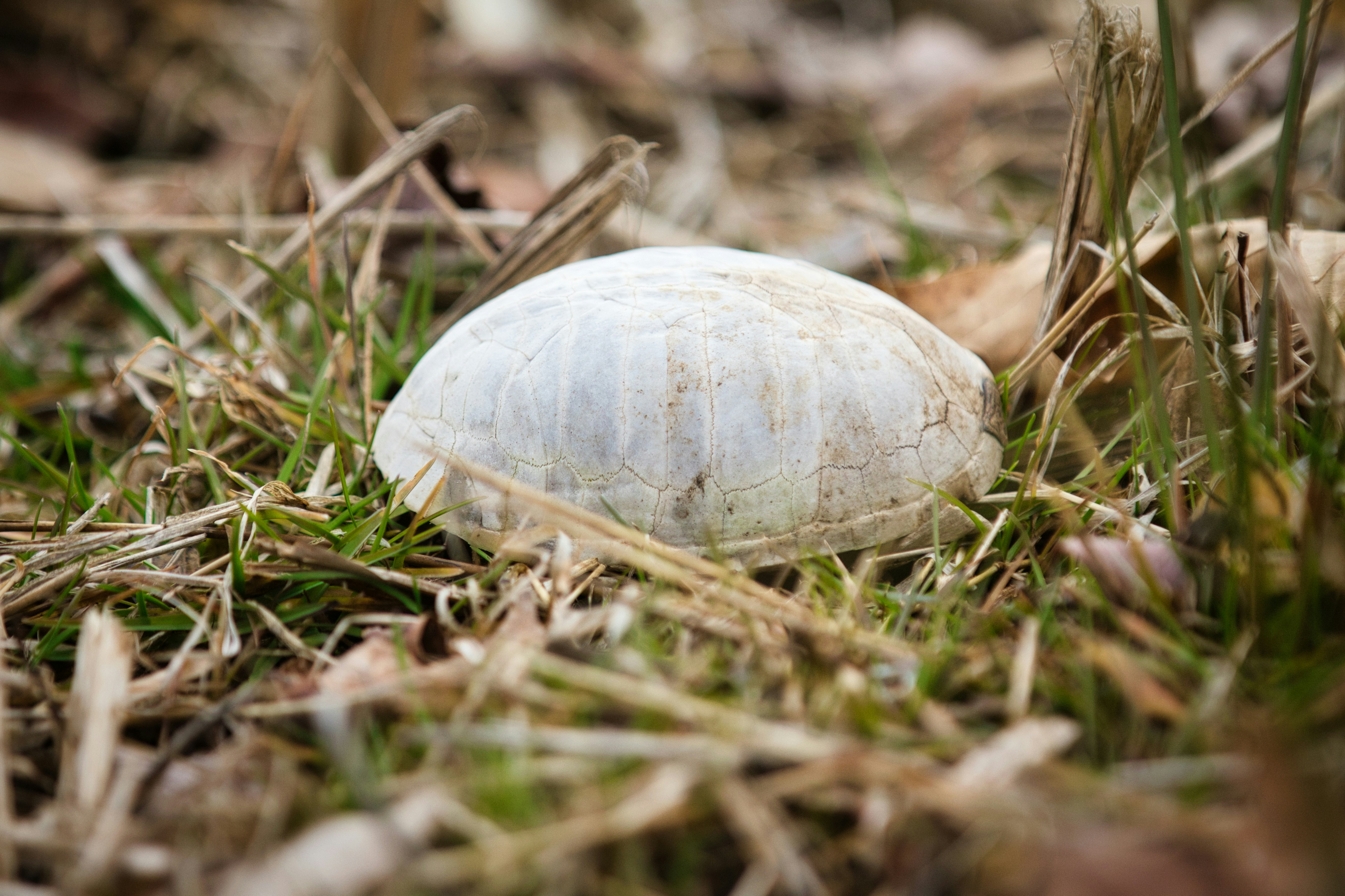 Pale, Weathered Egg Nestled in Spring Grass