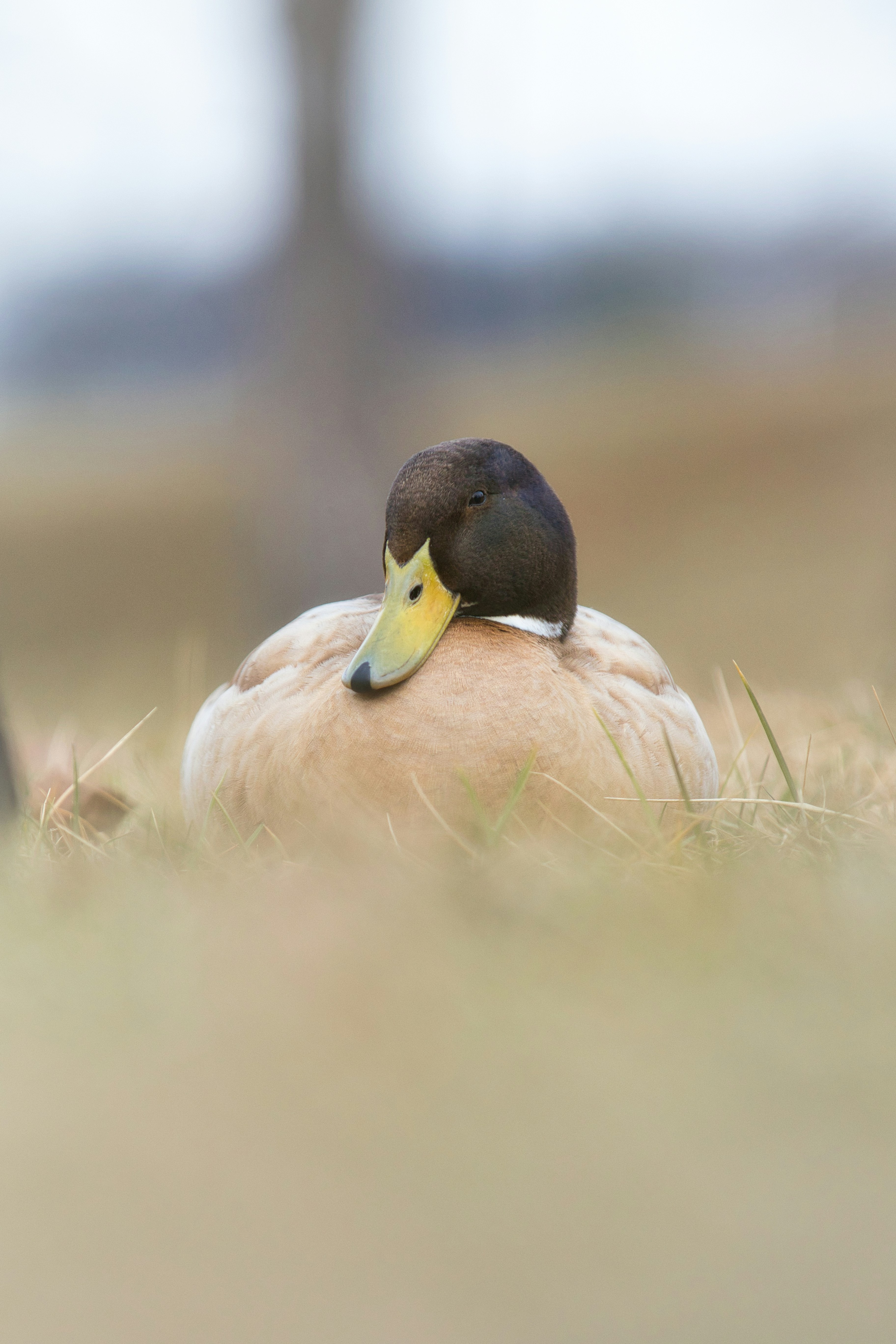 Gentle Bend of a Mallard in Soft Field Light