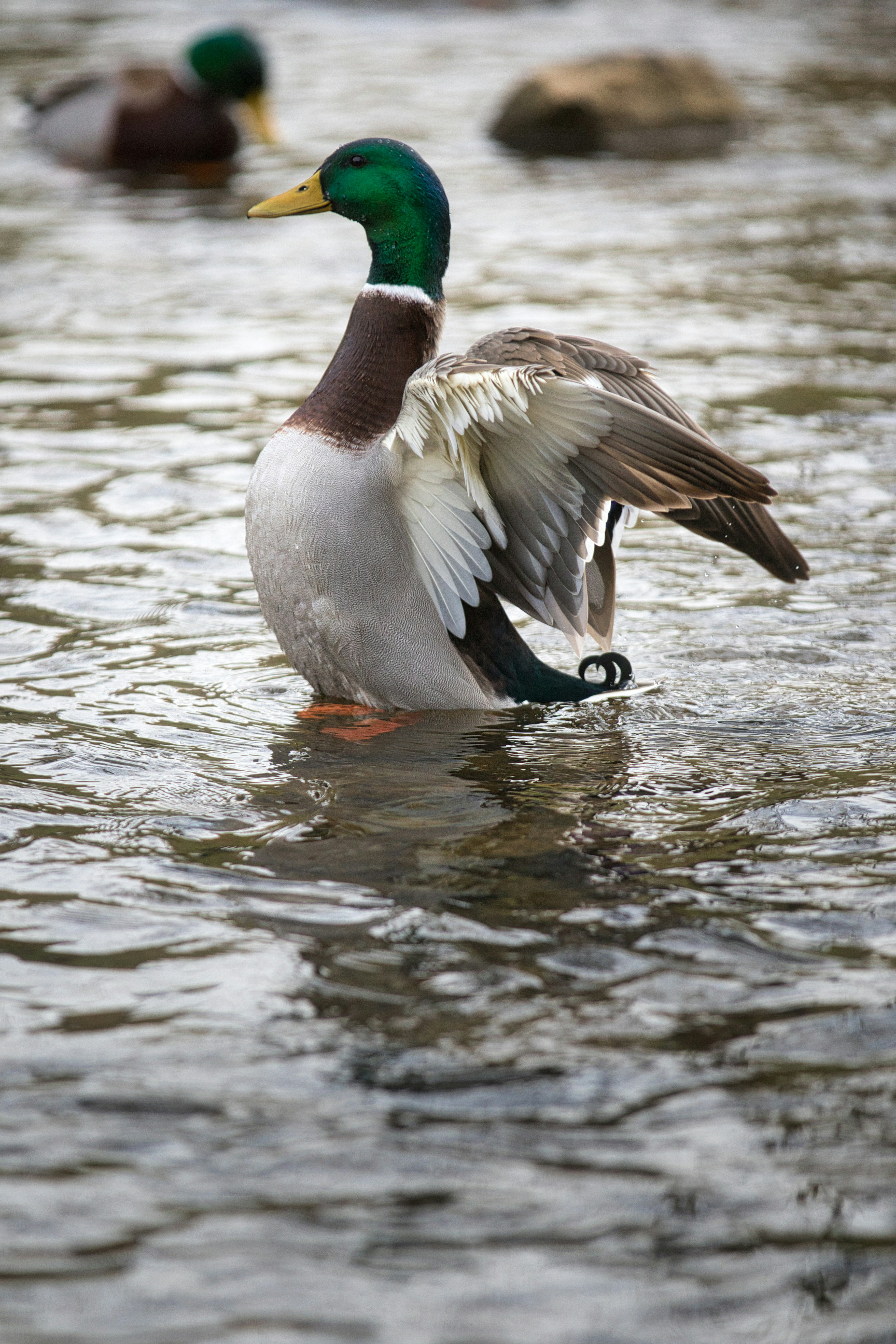 Emerald Green Portrait: A Mallard Carves a Moment in Rippling Light