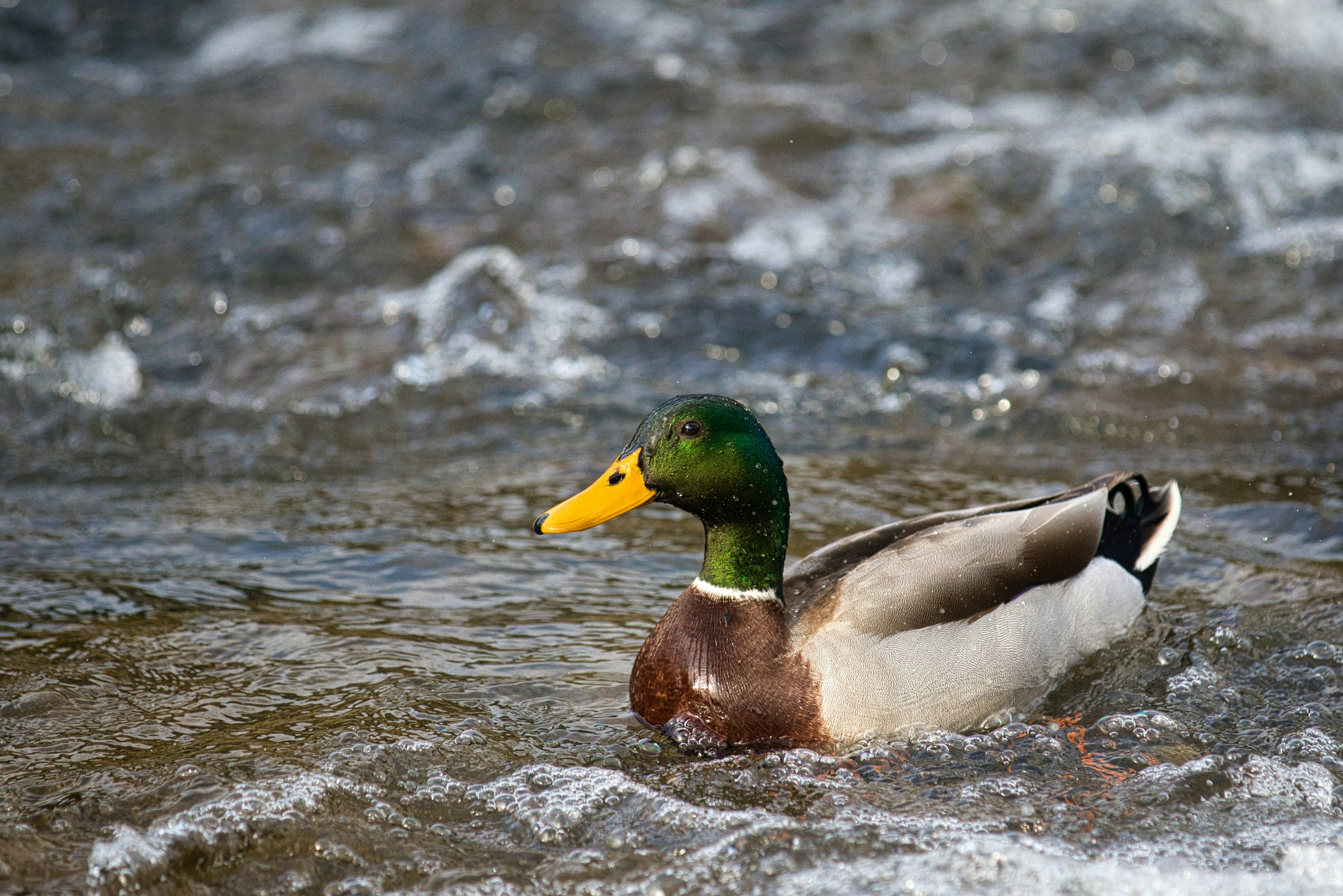 Emerald-billed Explorer in Rushing Waters