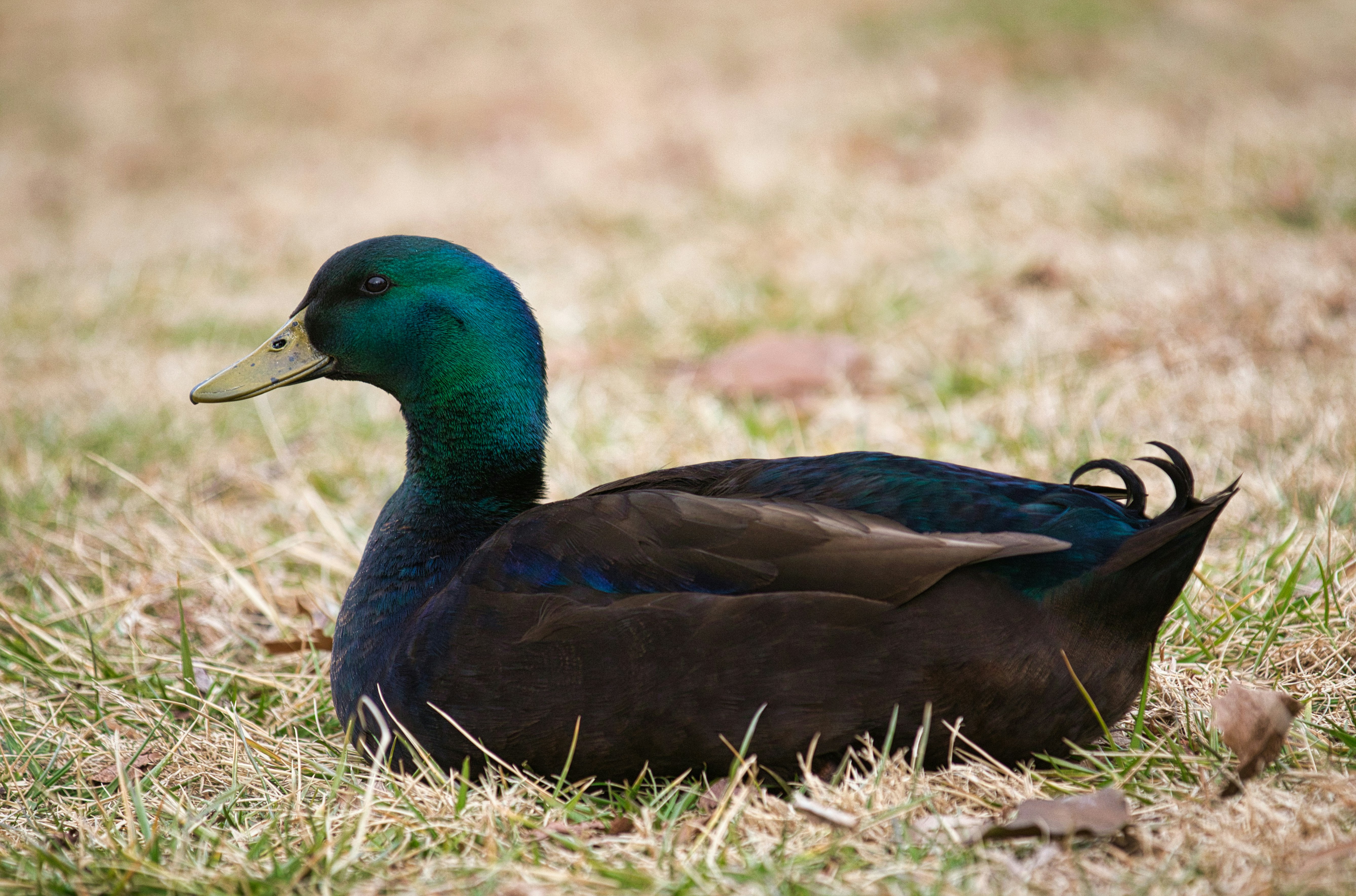Emerald Glide: A Mallard Resting on Autumn Grass