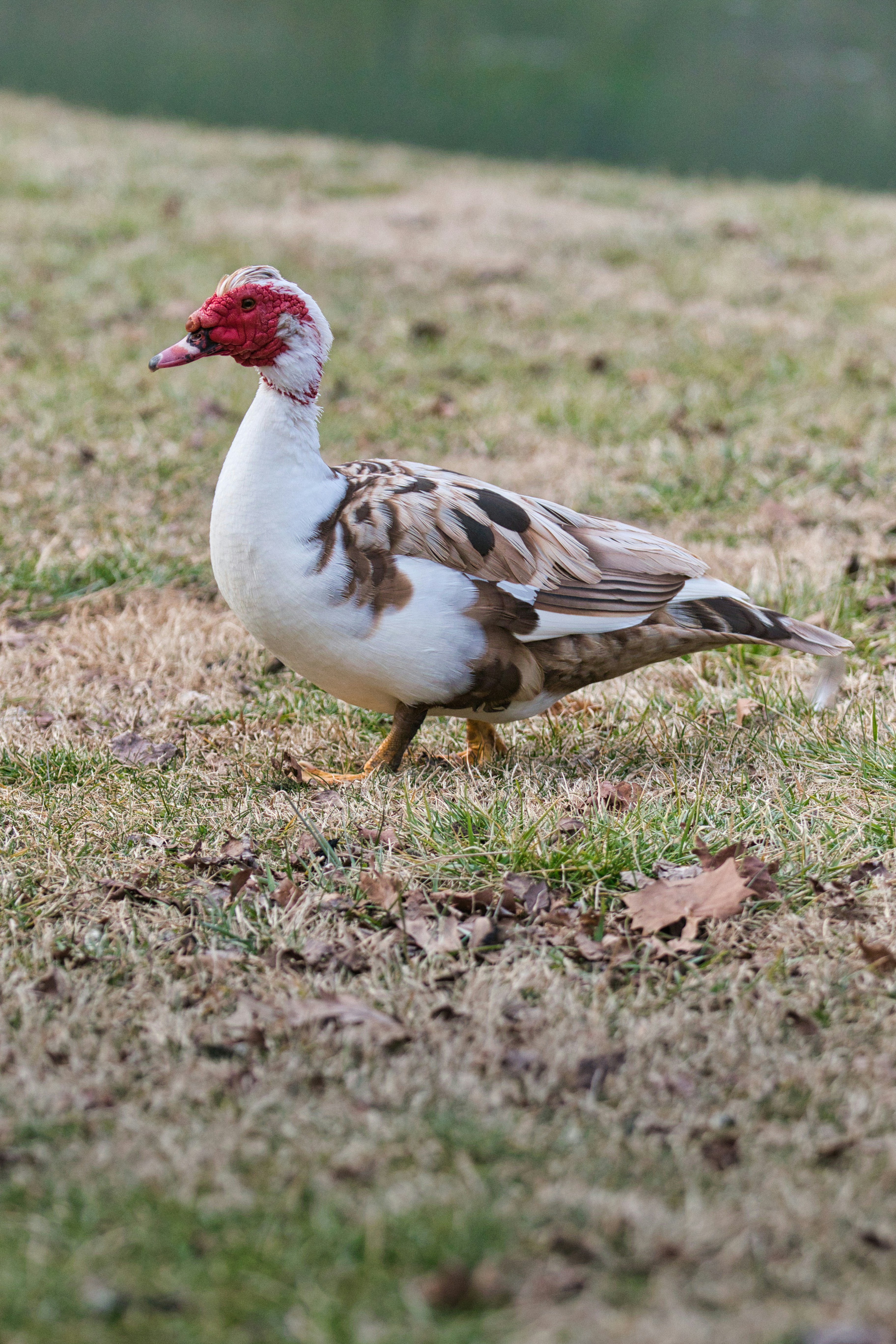 Red-headed Duck on Grass: A Quiet Field Moment