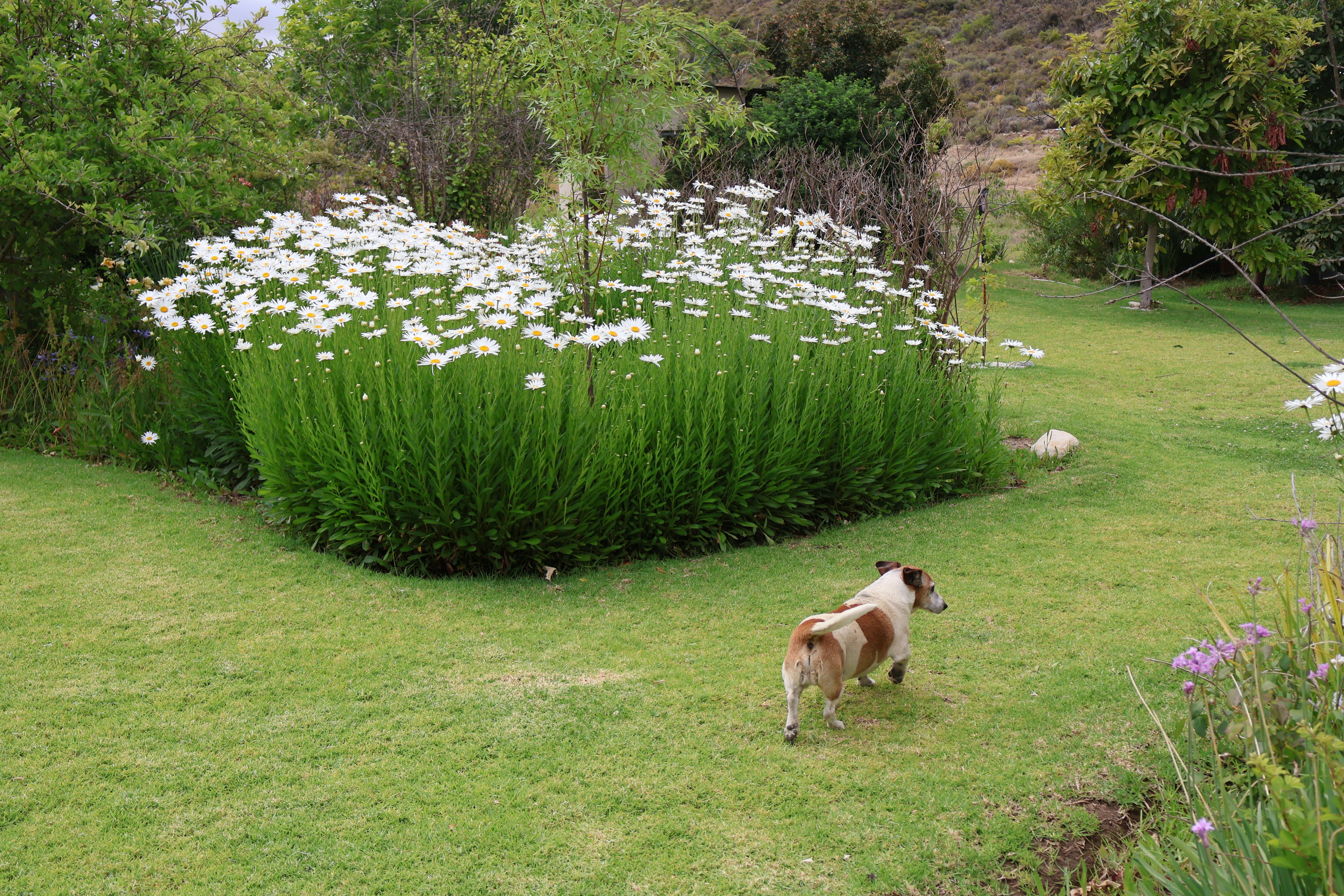 Cottage Garden Dash: A small pony trots past a sea of white blooms