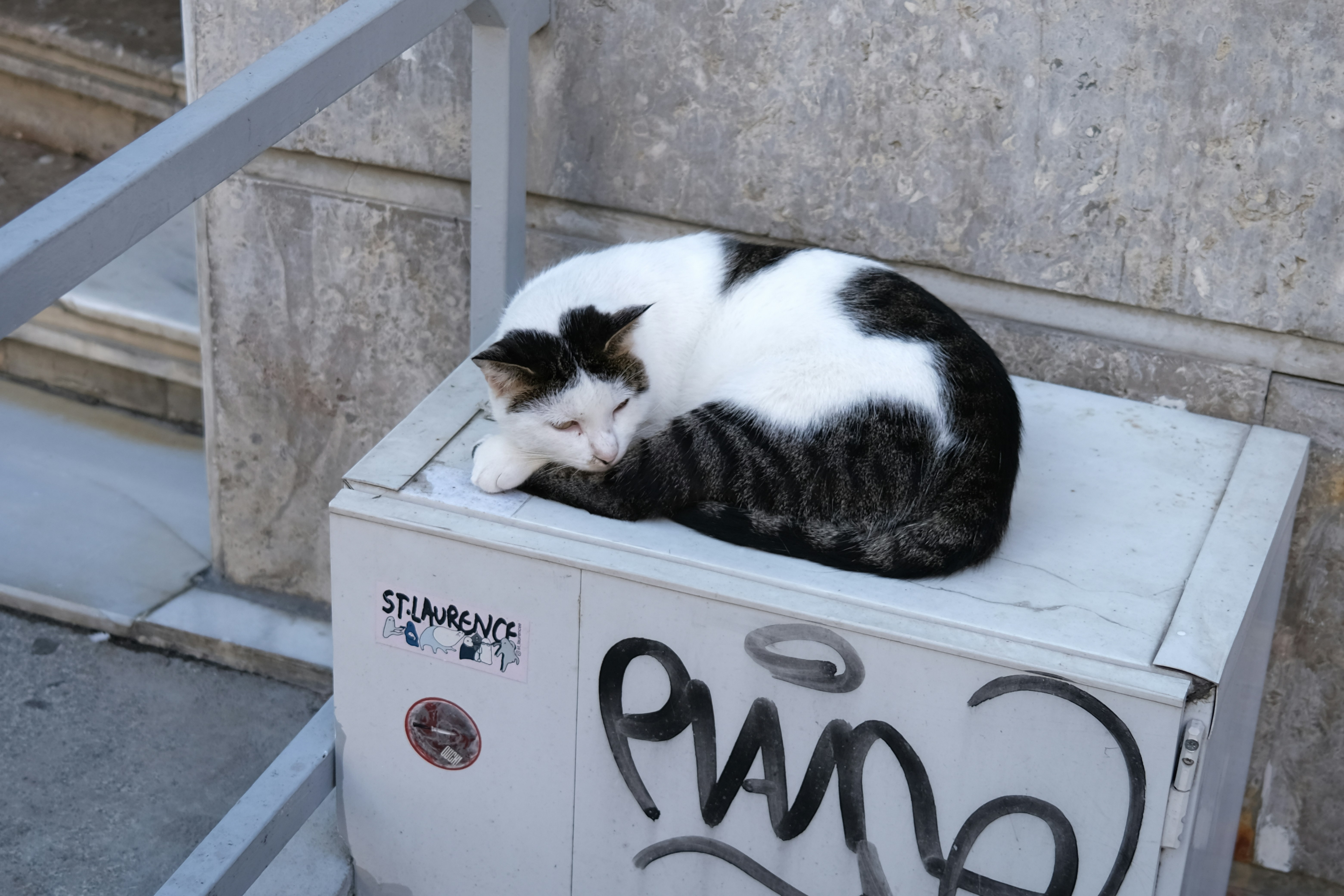 Resting on a Graffitied Utility Box: A Quiet Urban Moment
