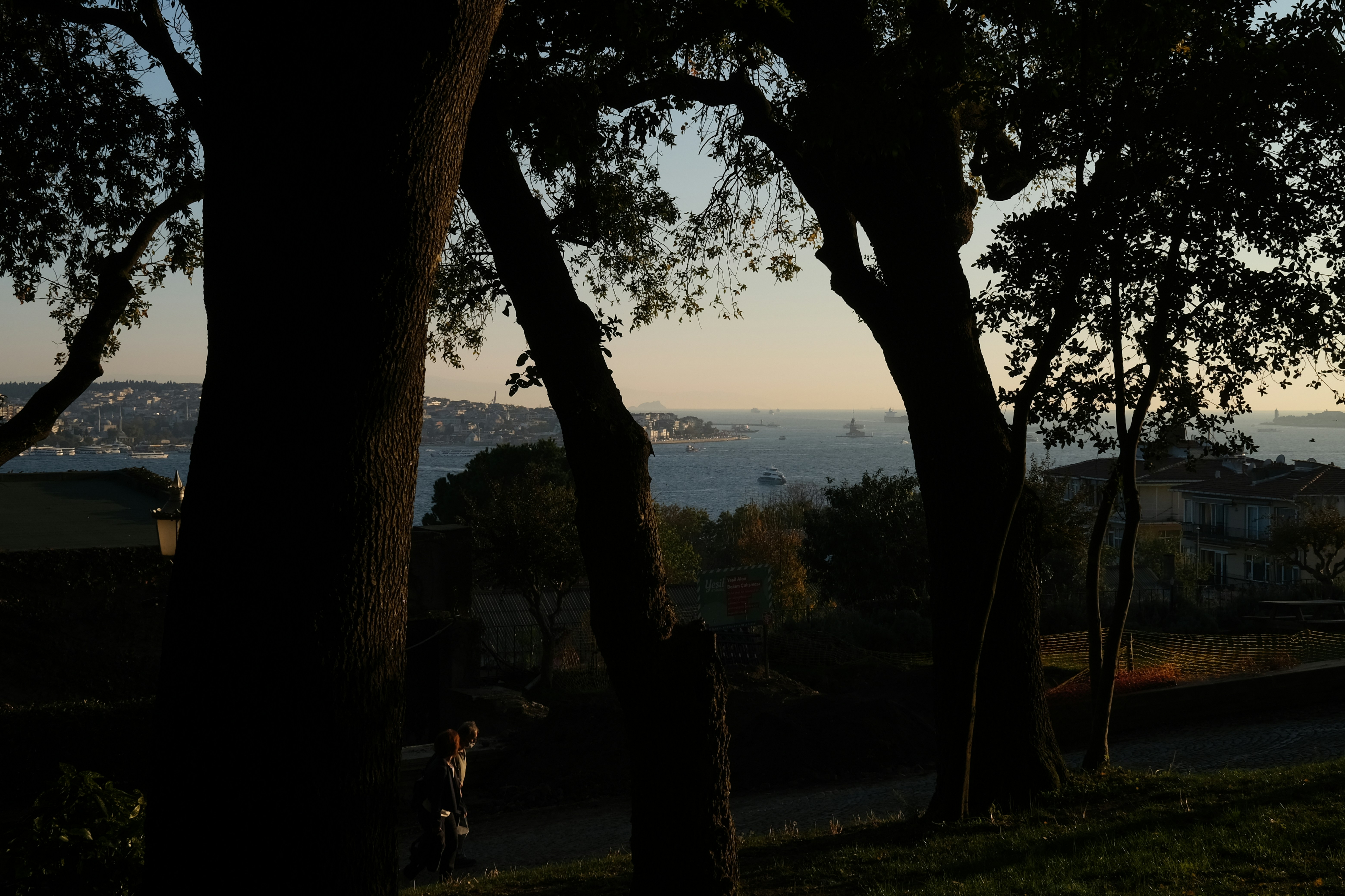 Silhouetted Trees Framing a Distant Bay at Dusk