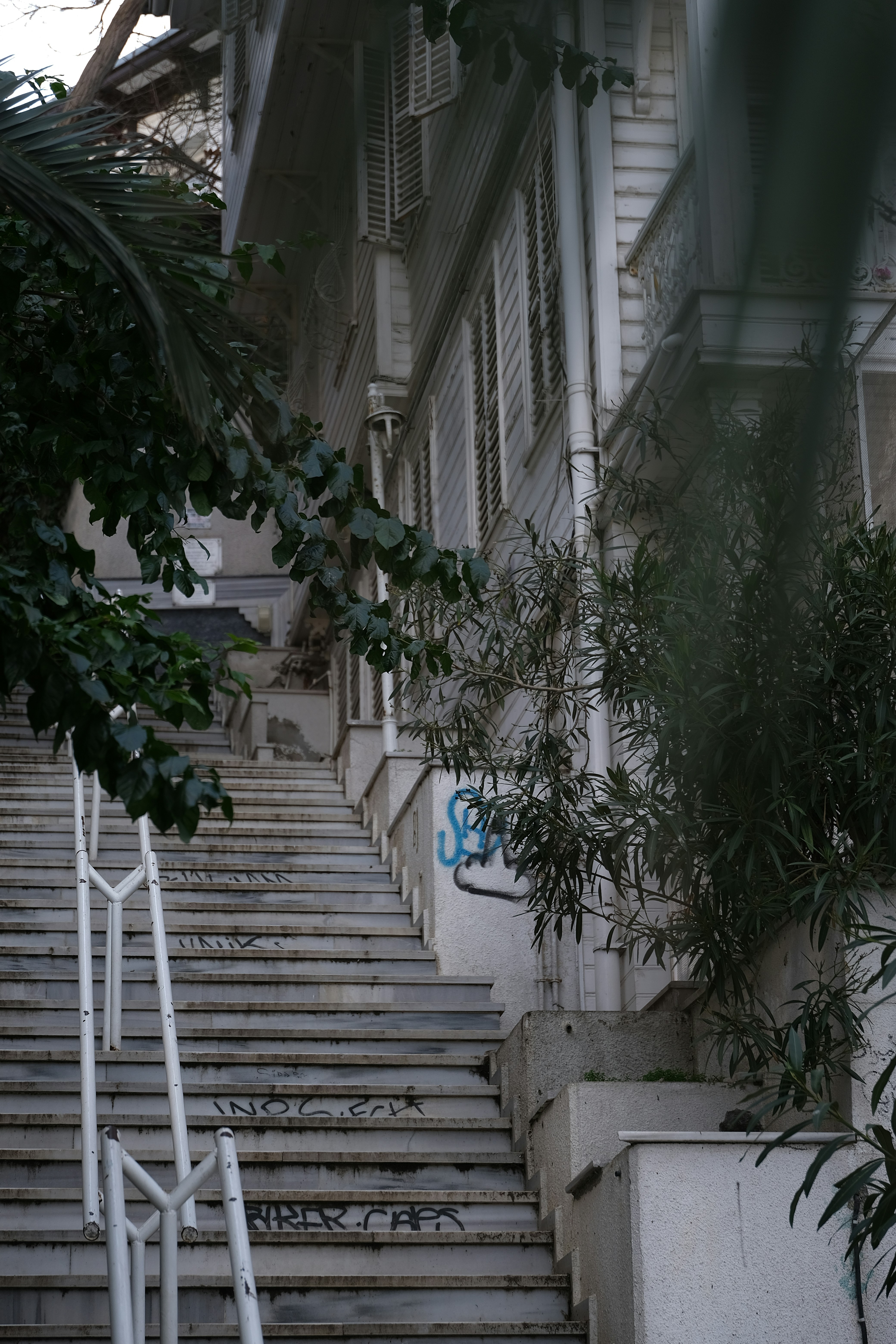 Overgrown Steps to a Quiet Facade
