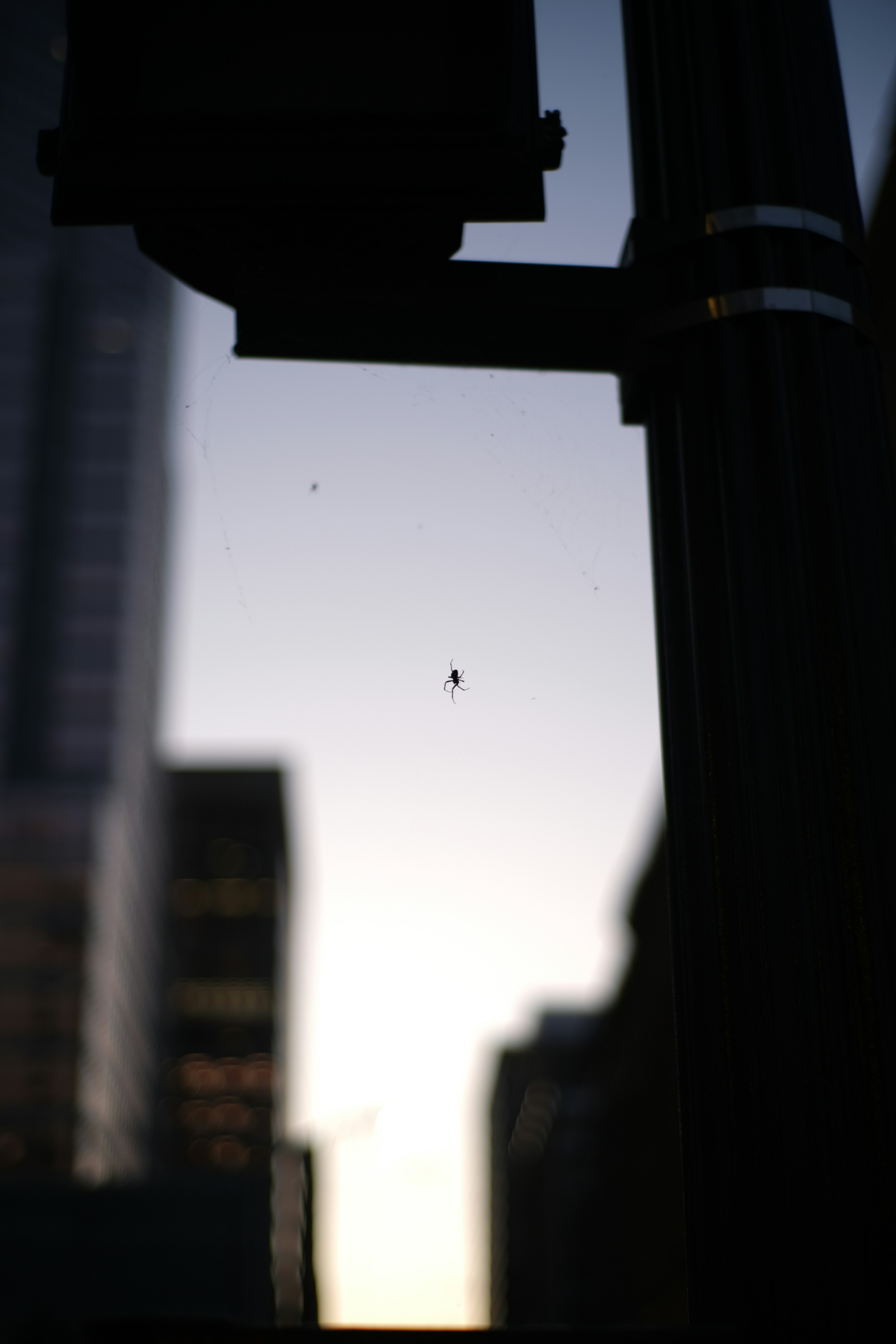 Spider in the City Void: A Silent Silhouette on a Backlit Window