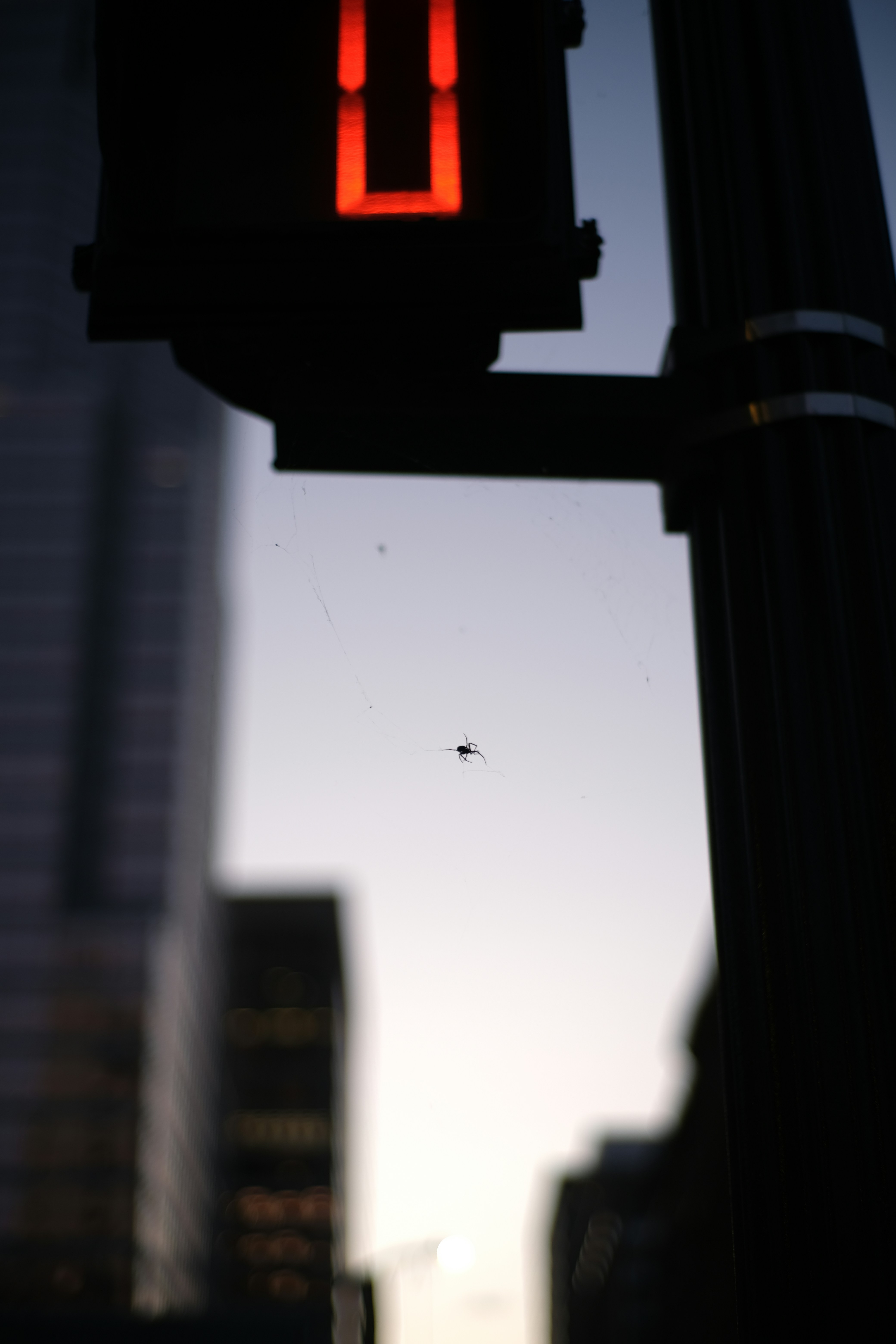 Spider in the urban twilight under a digital bar