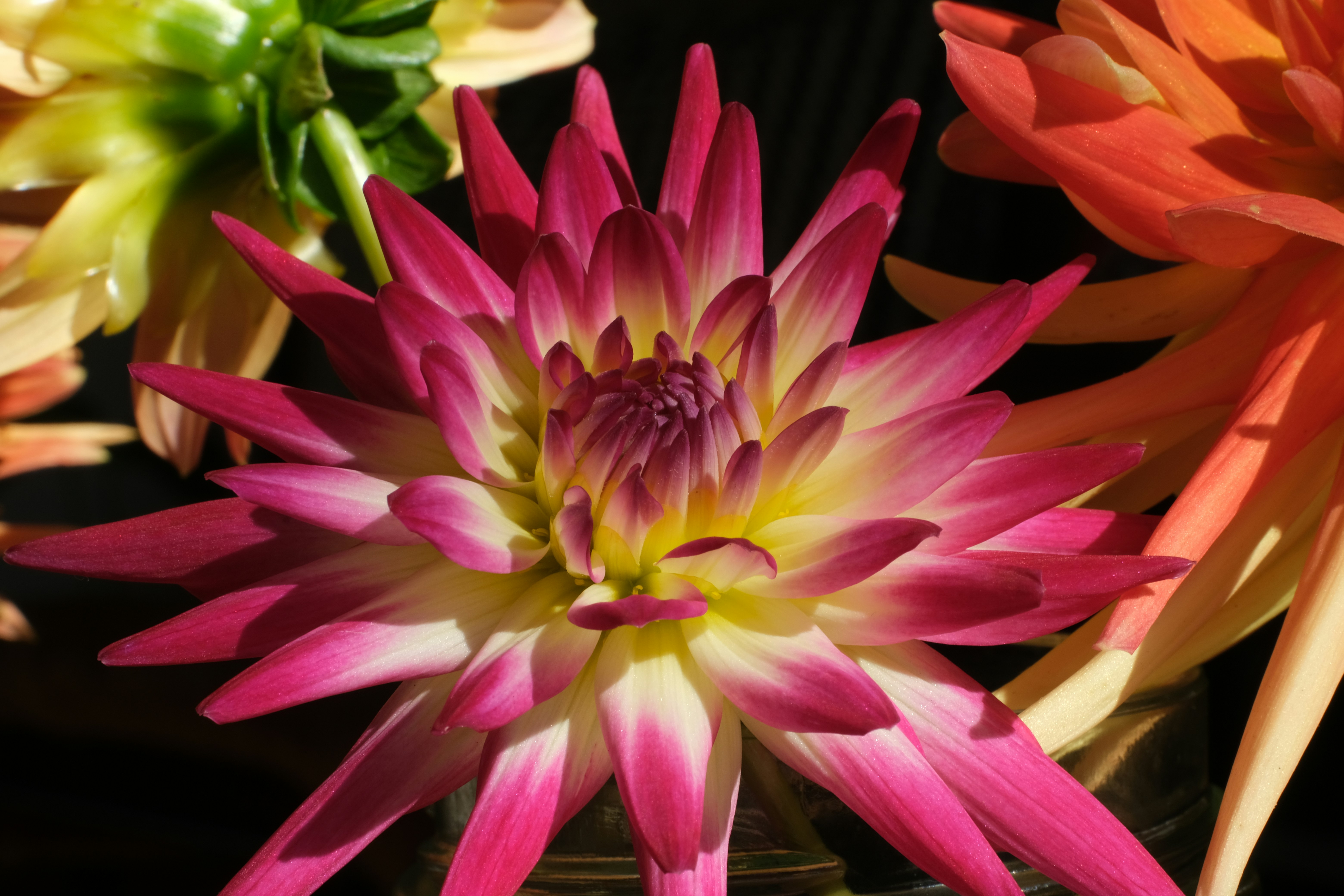Vivid Zinnia Burst: A Centered Bloom in Rich Shadow