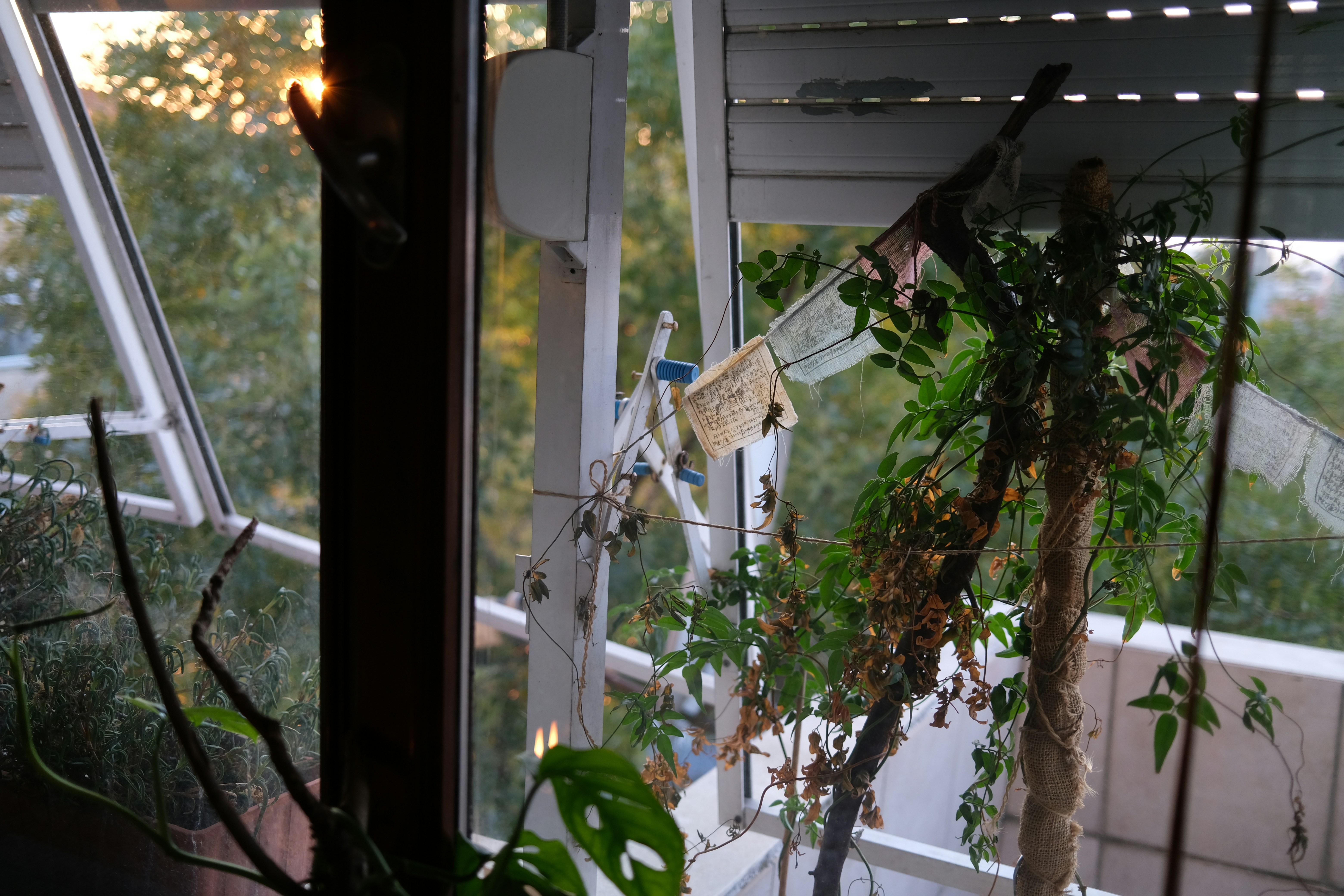 Urban Balcony Oasis: Faded Plant Trellis and Sunlit Window