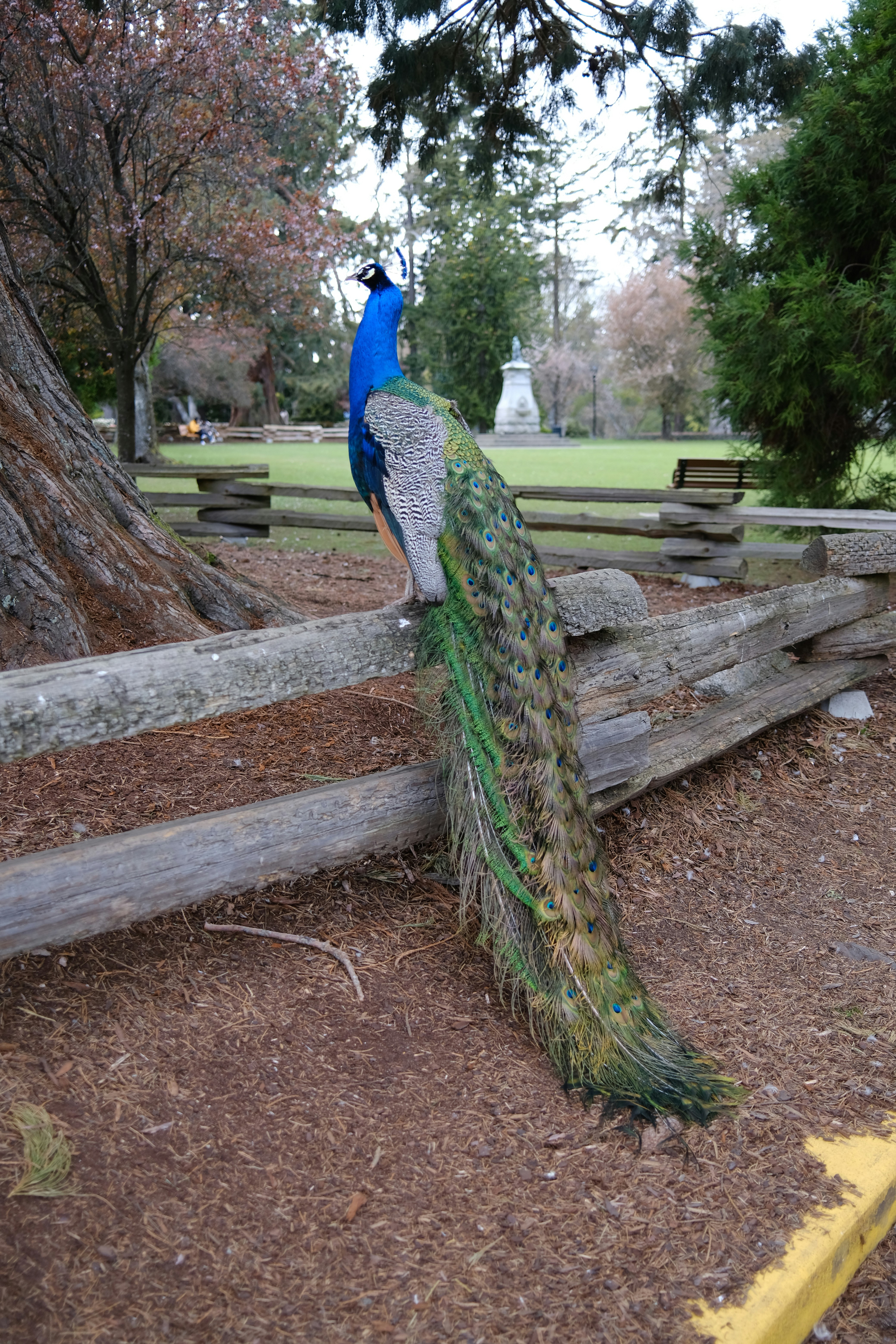 Regal Sentinel: A Peacock Perches Against Weathered Fences