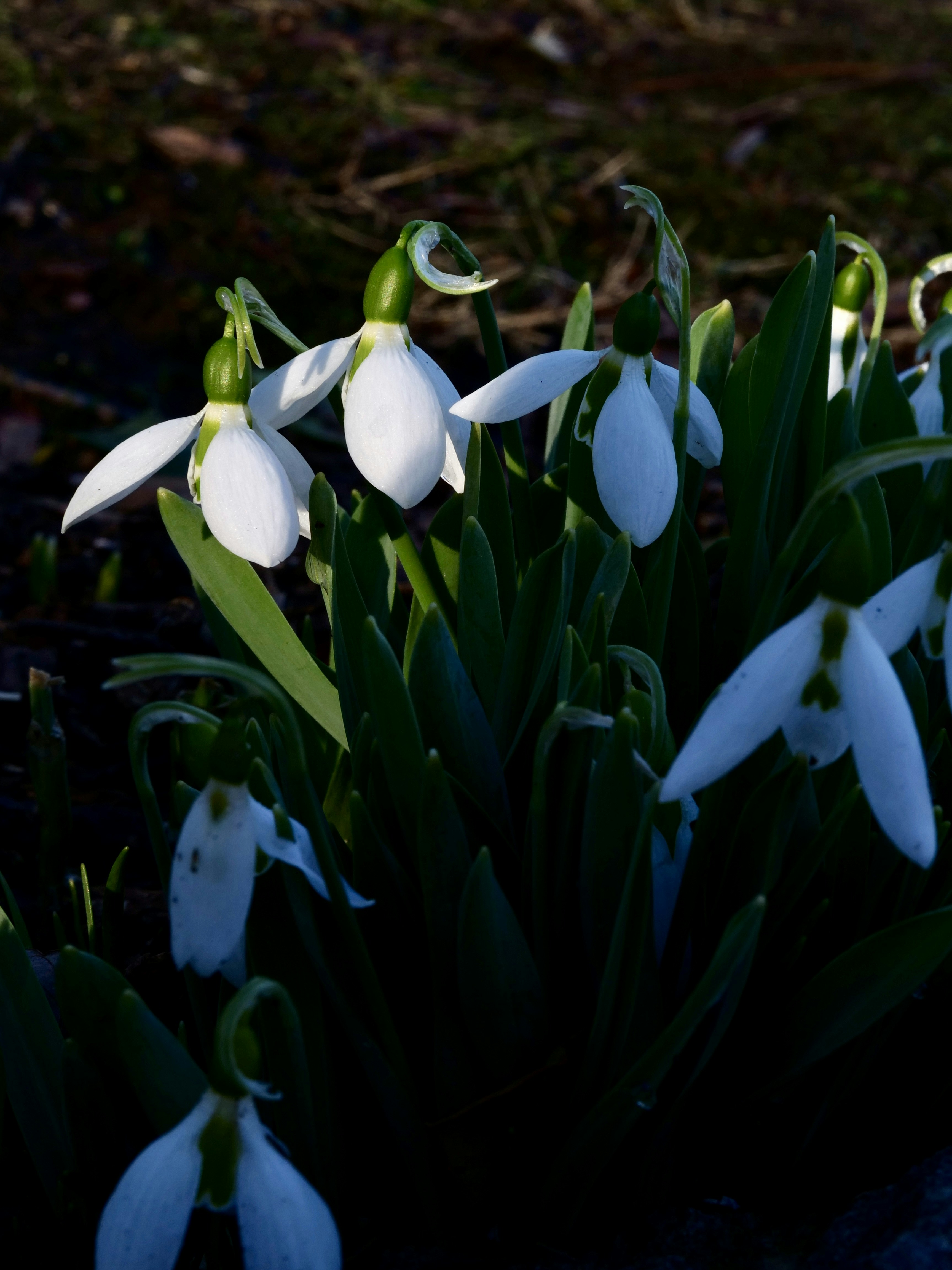Snowdrop Constellation in Dappled Shade