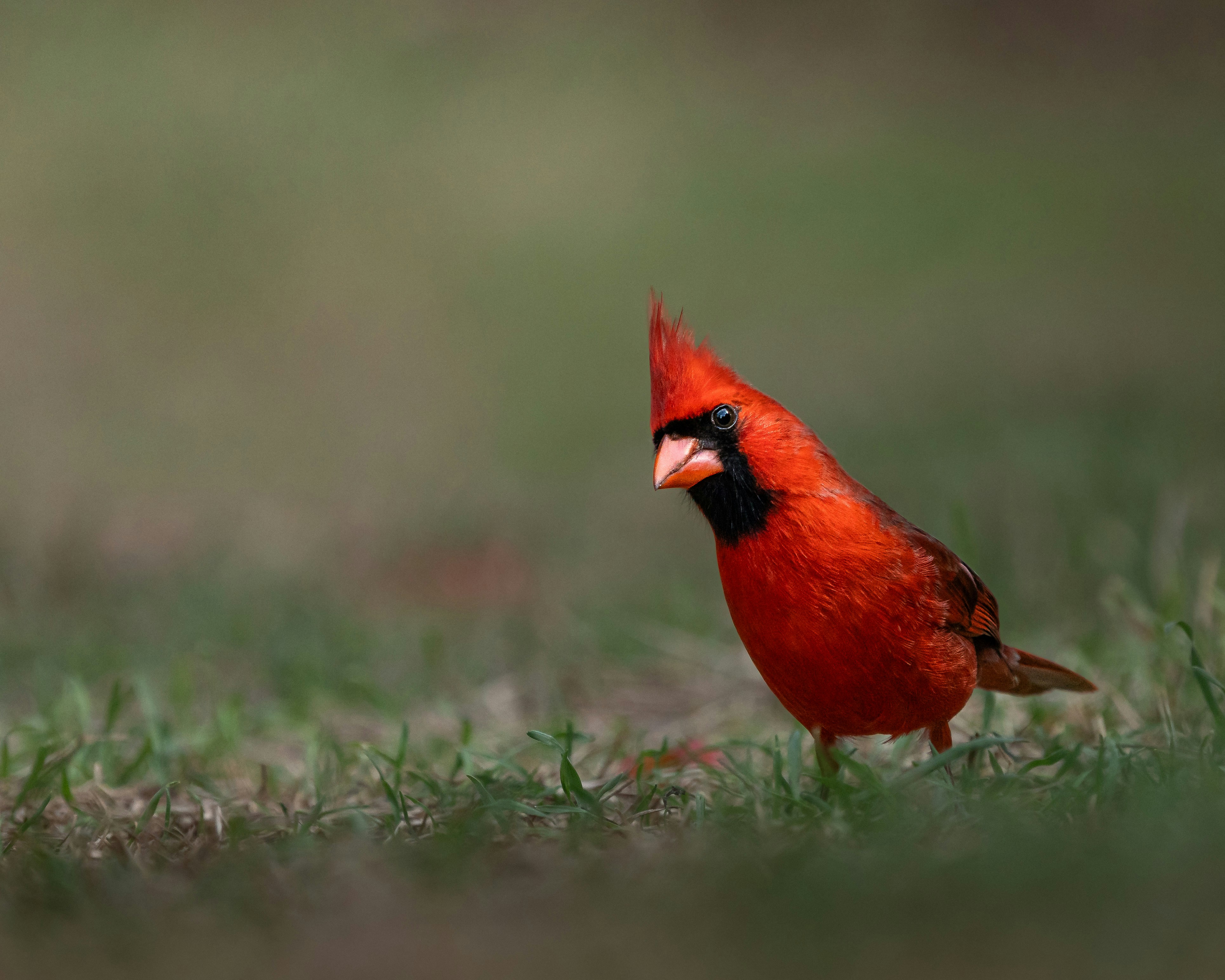 Red Cardinal on the Ground: Focused Portrait in Soft Evening Light