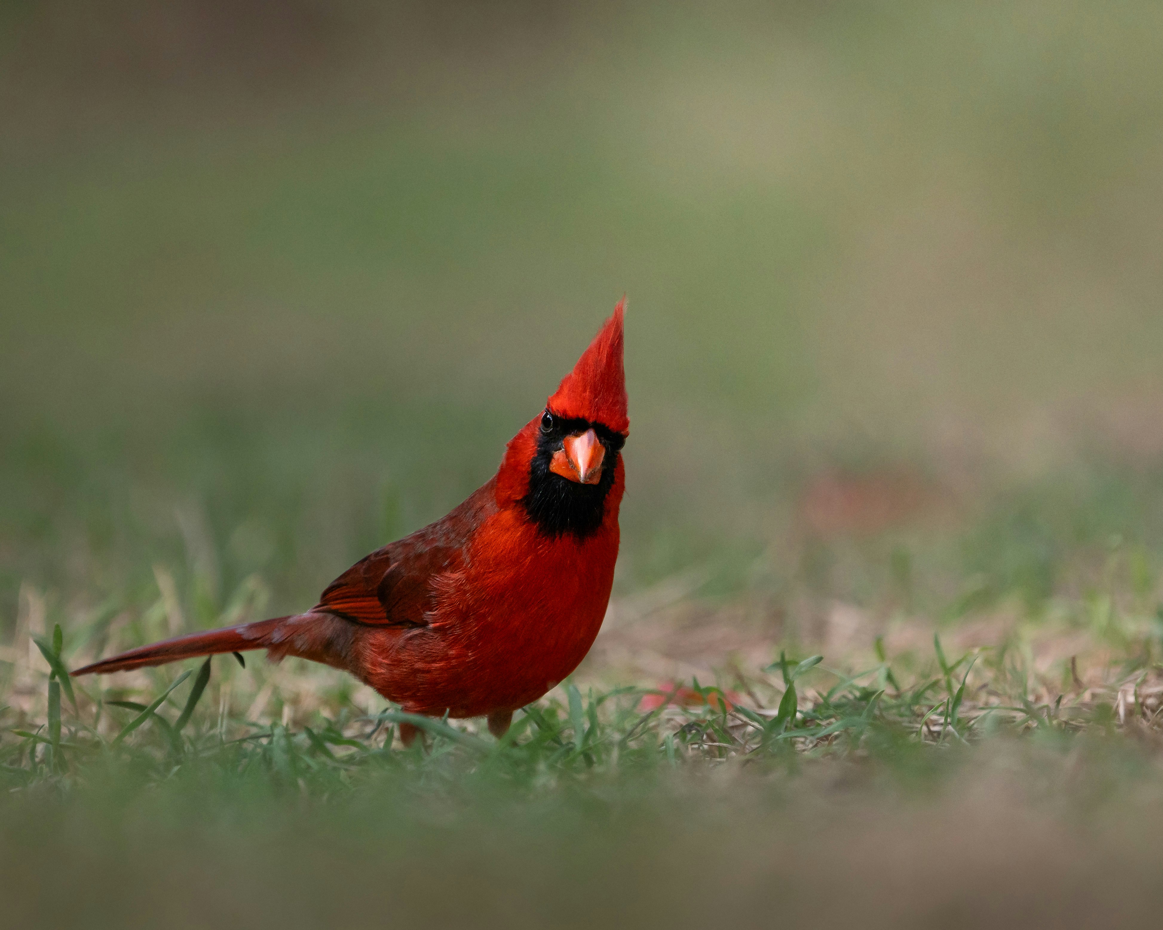 Red Cardinal on the Grass: A Moment of Color and Focus