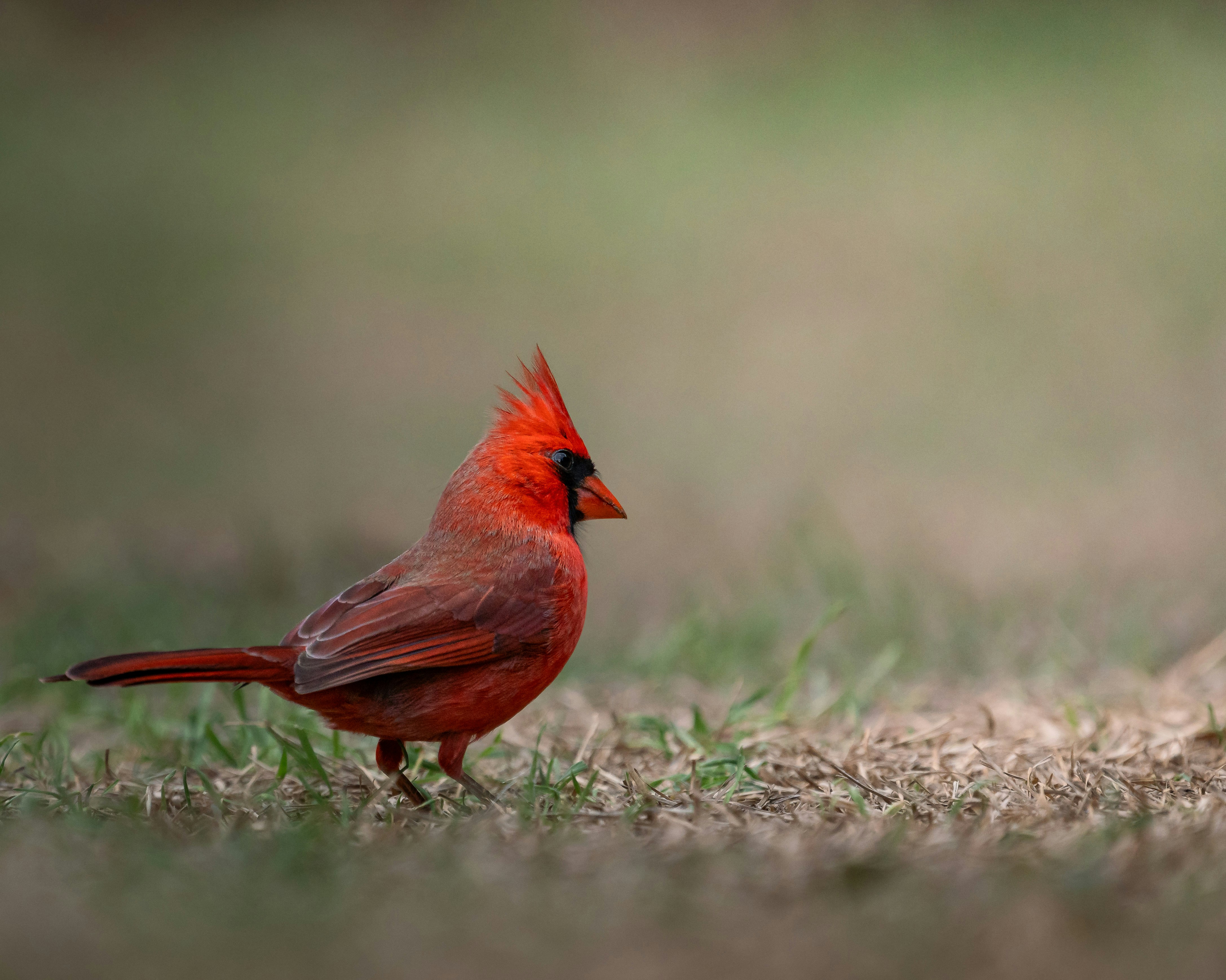 Crimson Crest on the Ground: A Cardinal in Quiet Meadow