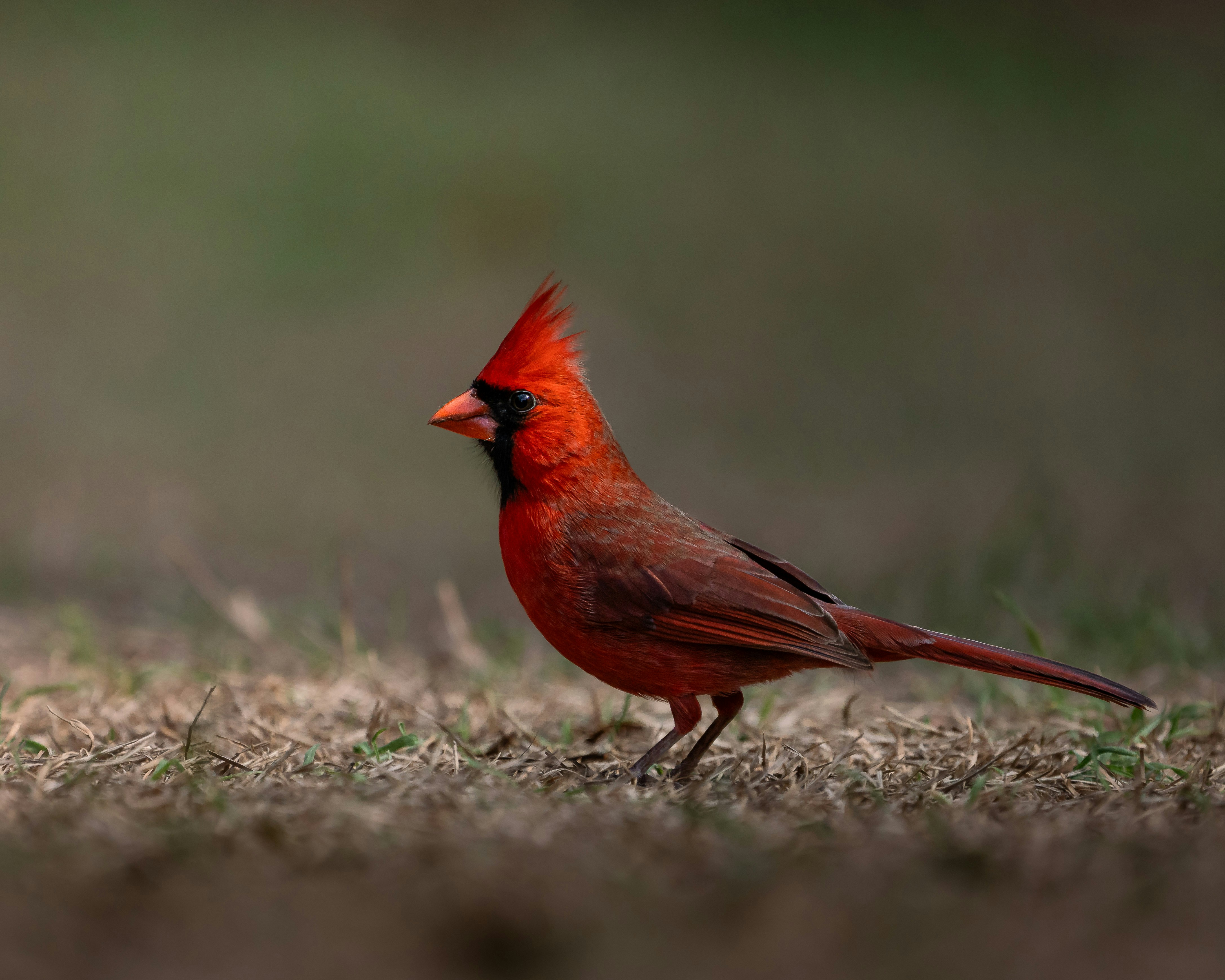 Crimson Crested Cardinal in Low Grassfield