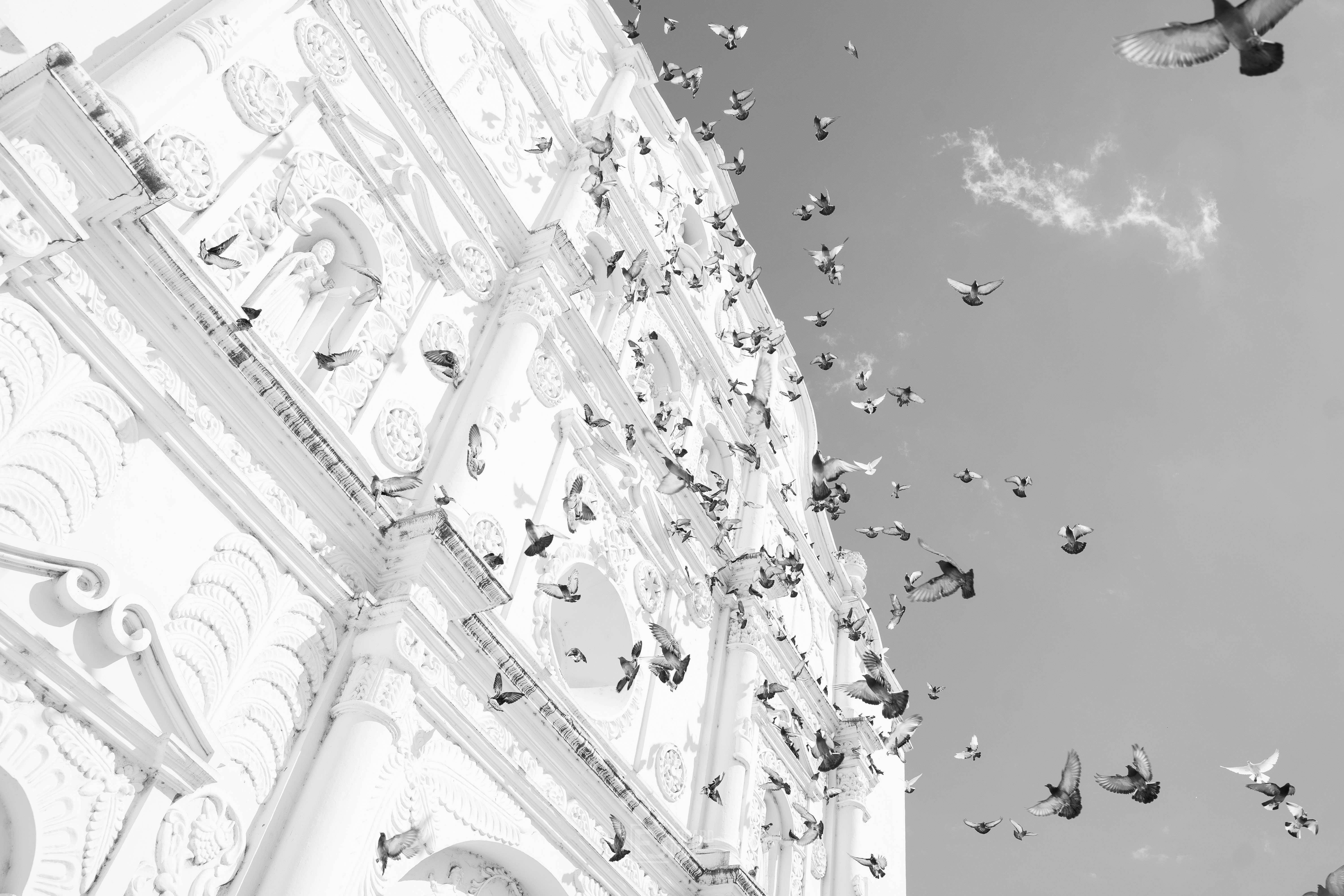 Rising Chorus: Pigeons Escalate Across a Sunlit Facade