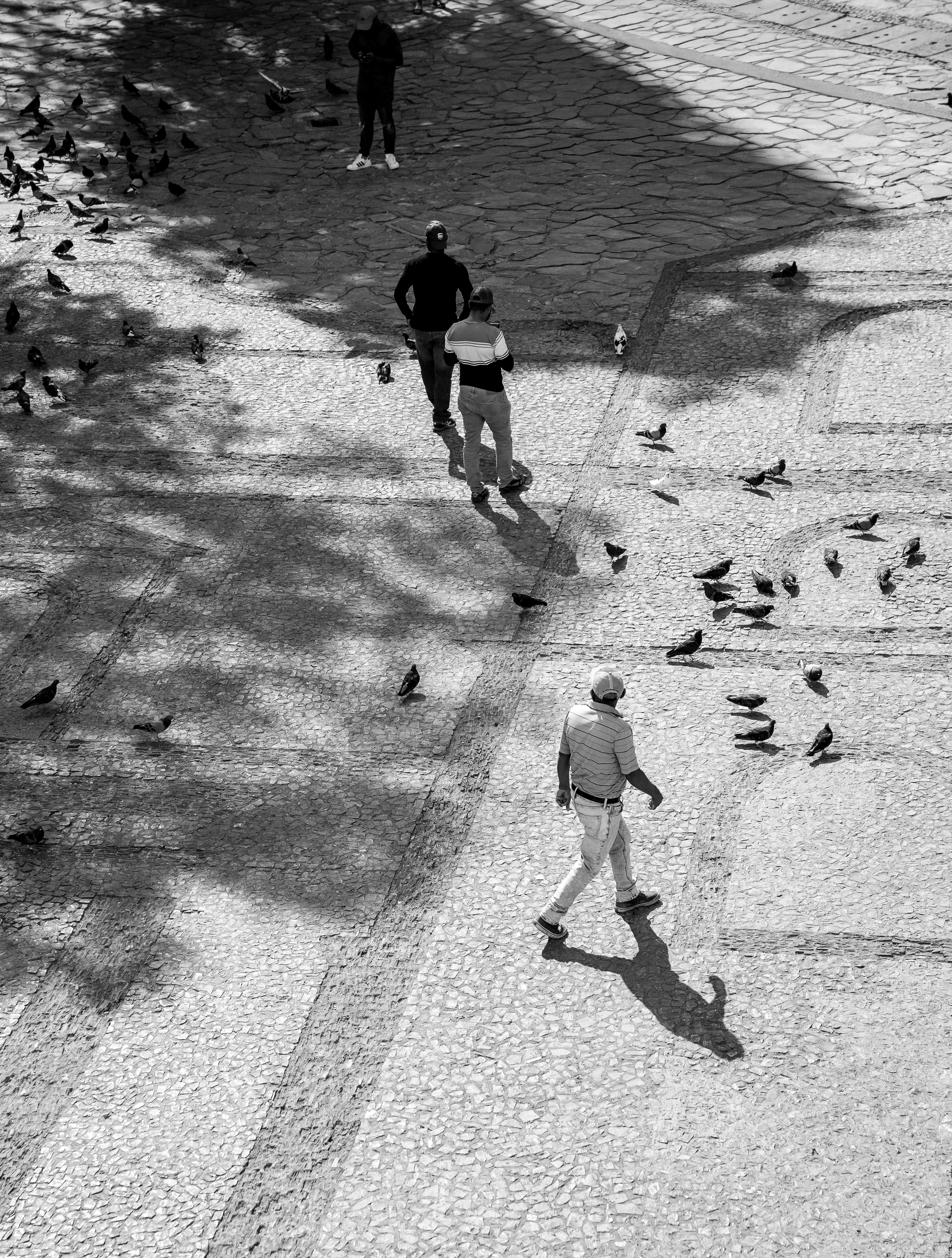 Crosswalk of Birds and Shadows