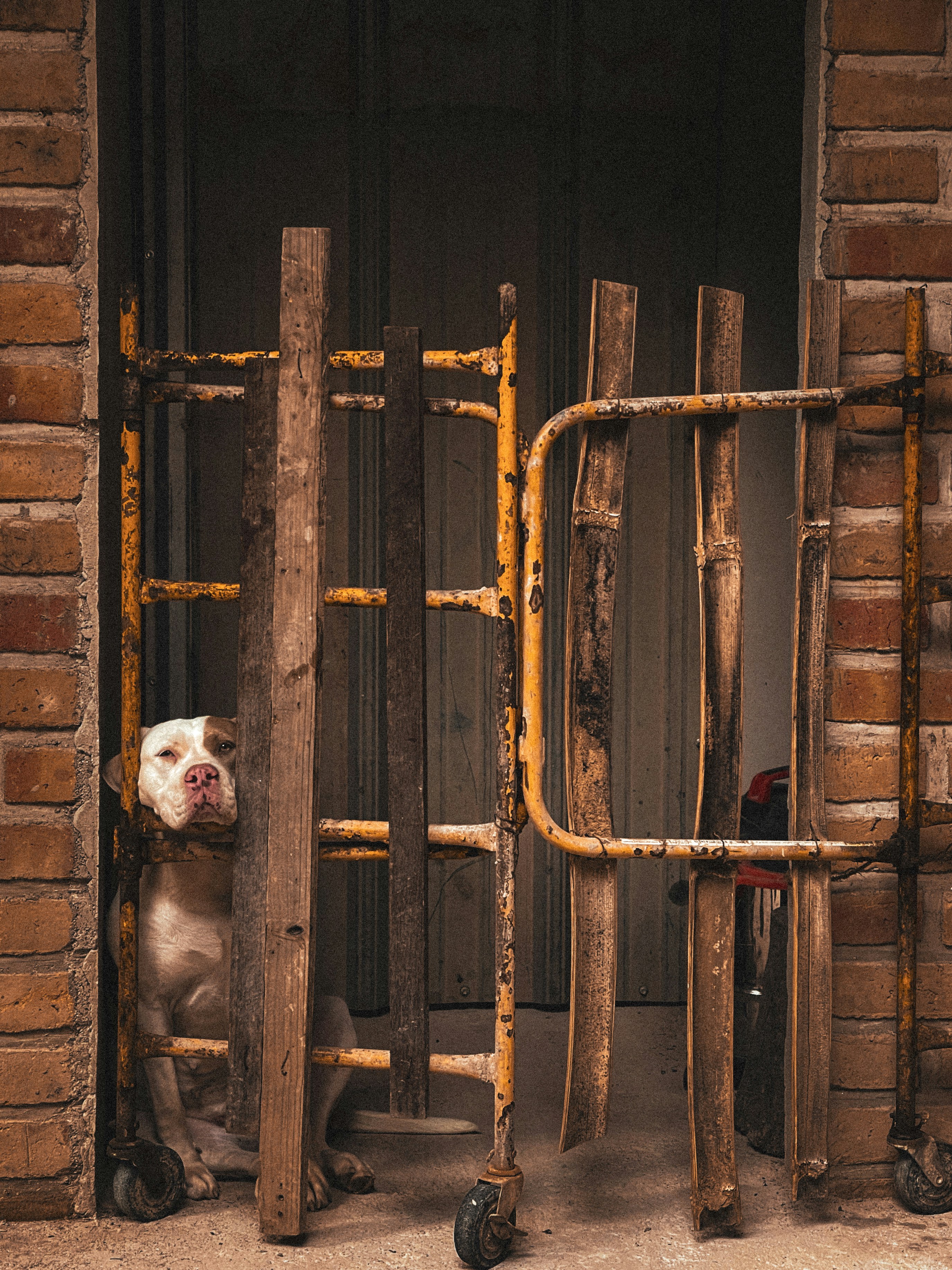 Pet in the Gate: A Pup Peeks Through Weathered Bars
