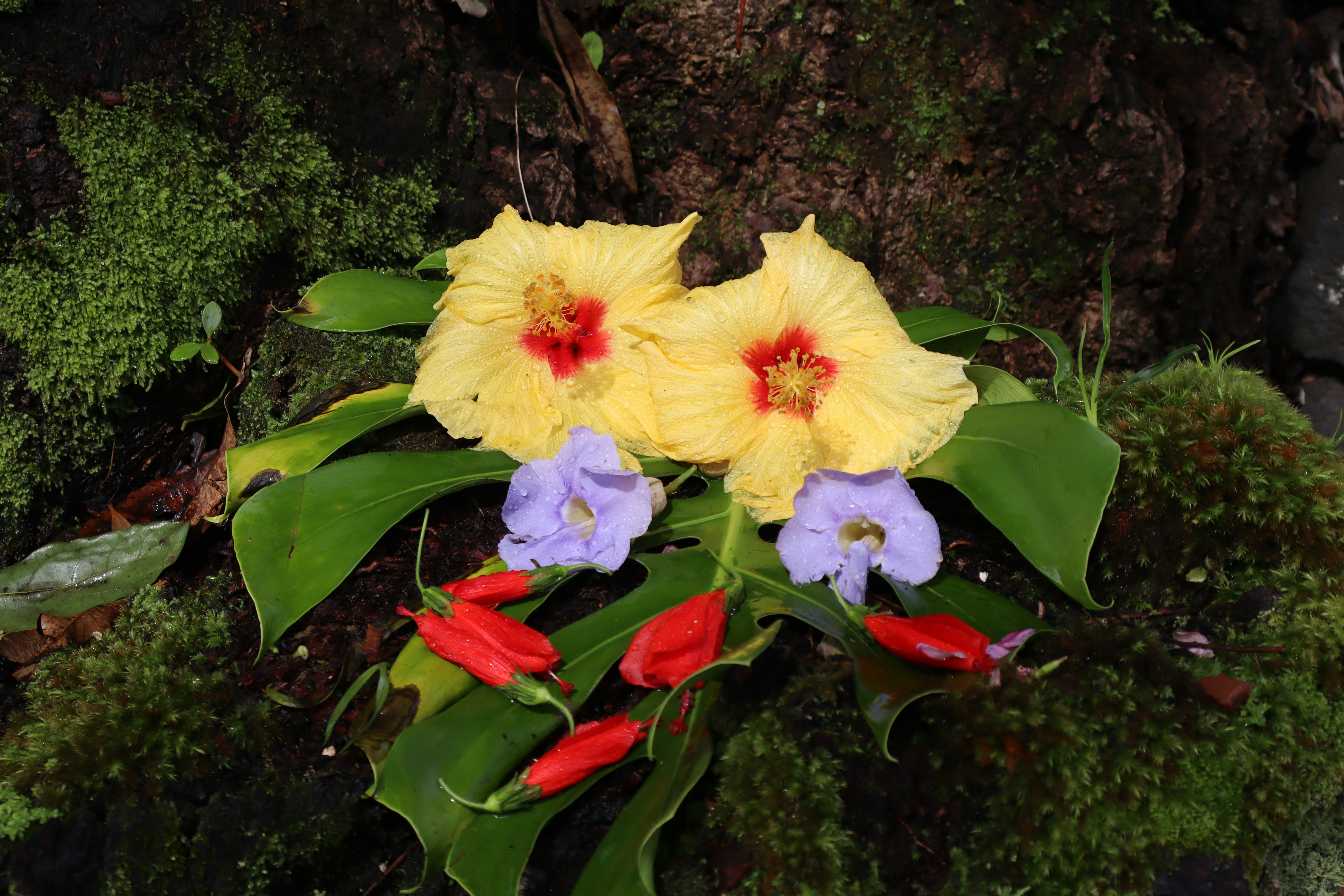 Sunlit trio of tropical blossoms framed by mossy greenery
