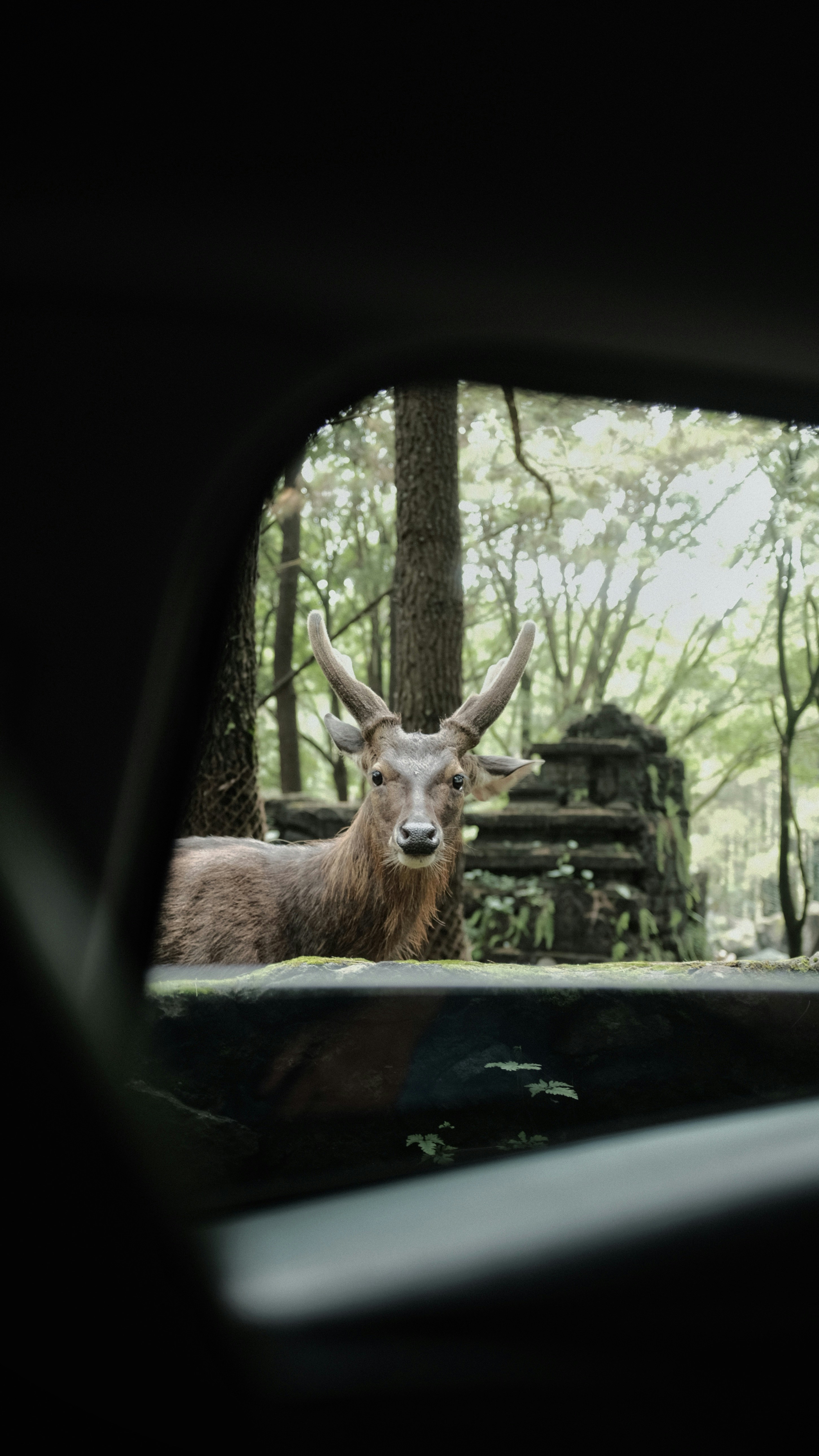 Stag at the Window: Silent Guardian of the Forest