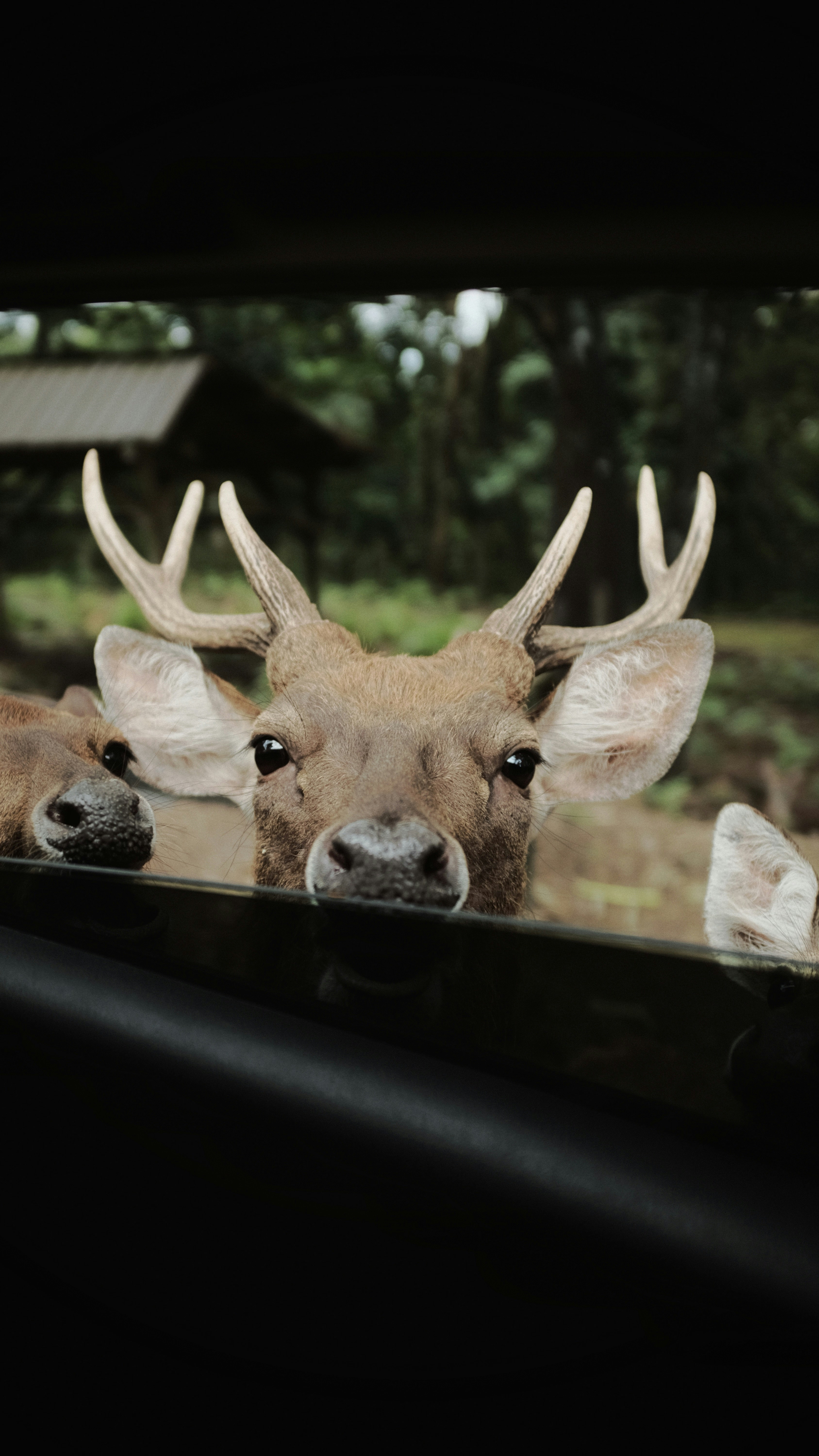 Curious Standoff: Deer Peering Over the Car Window