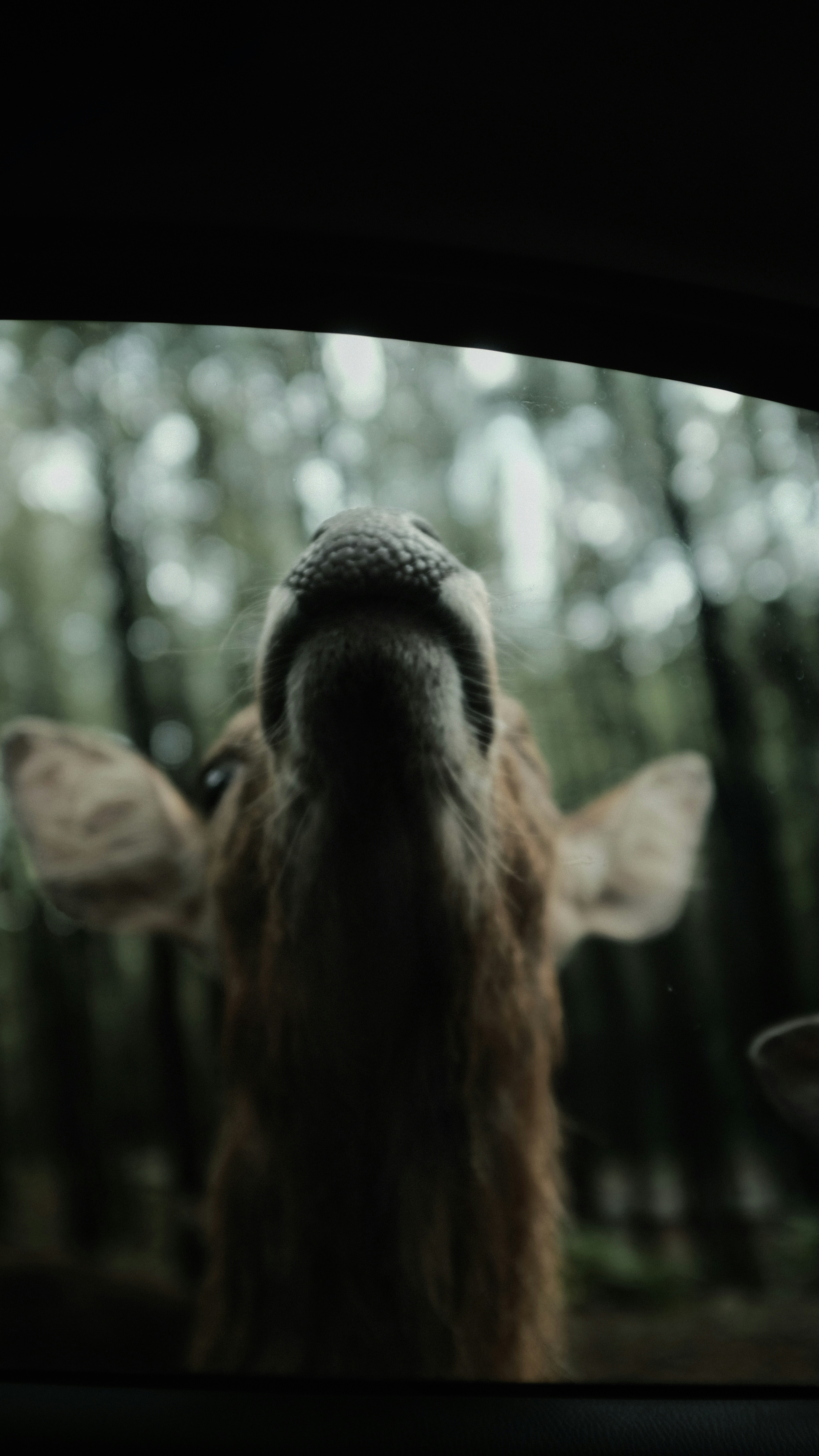 Curious Giraffe Peering Through the Car Window