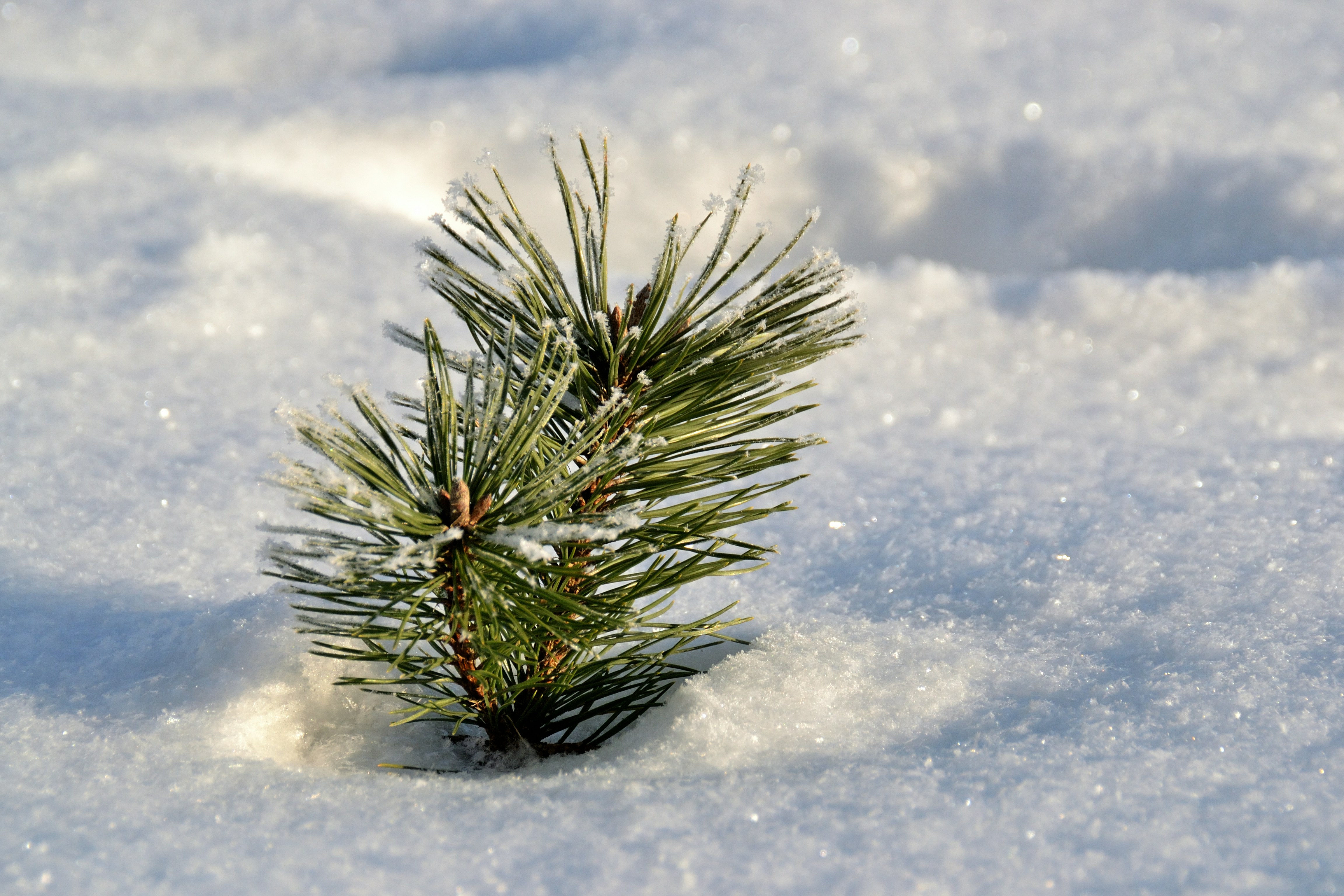 Sprig in Snowlight: a lone pine needle cluster peeks through frost