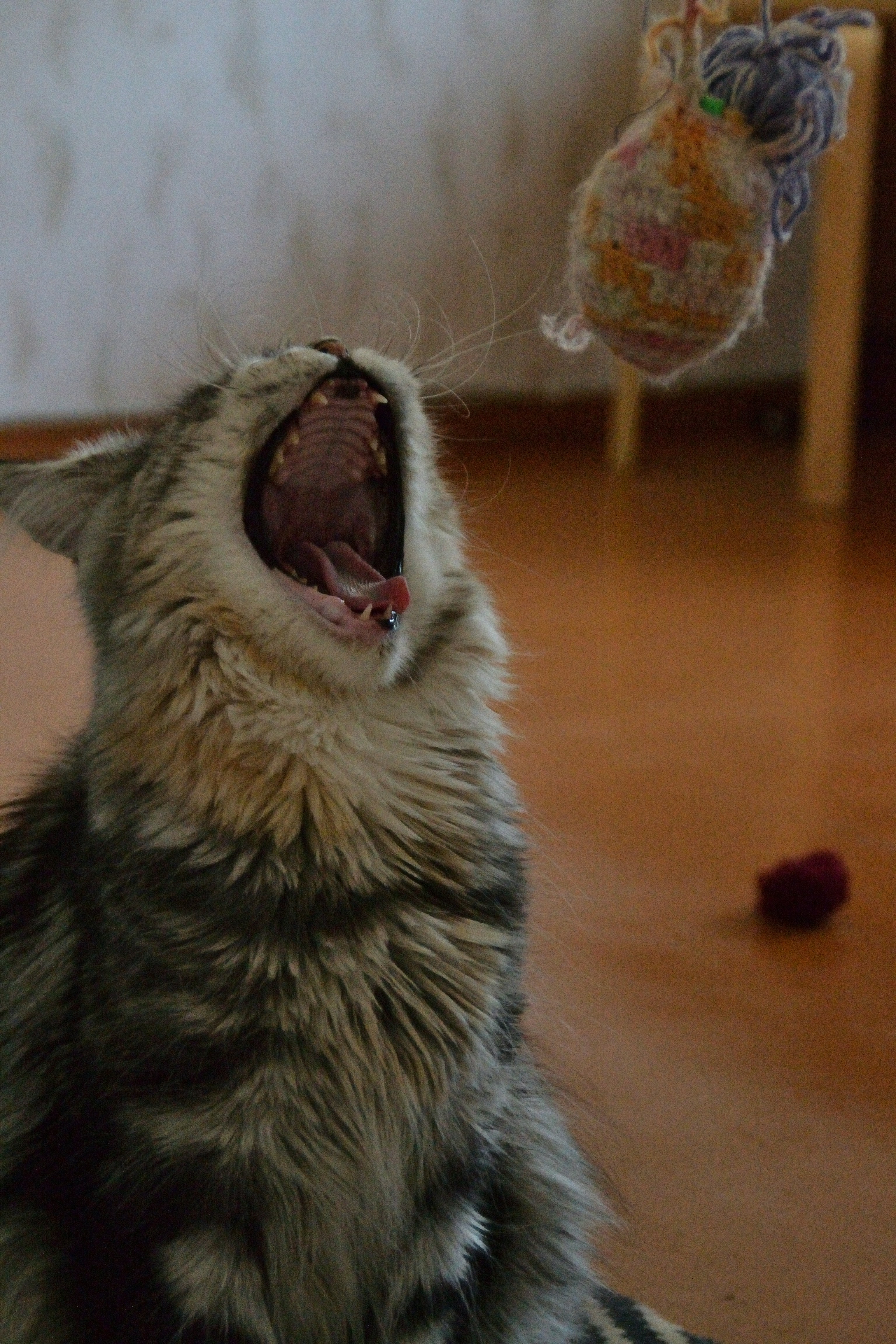Yawn of the Tug-Play: Feline Focus on a Cheery Tug Toy