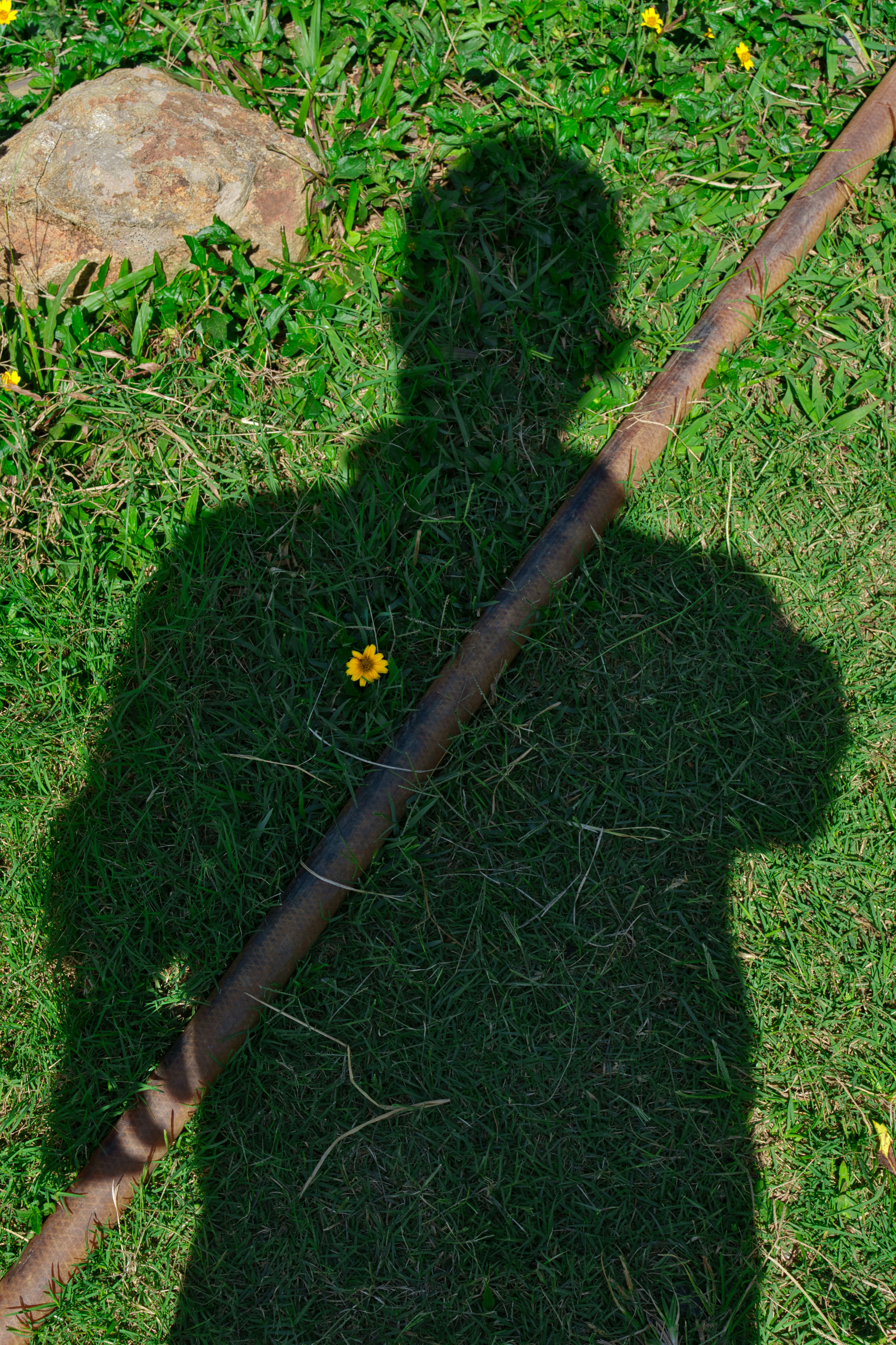 Shadow Cast on Grass: A Ground-Level Portrait of Stillness