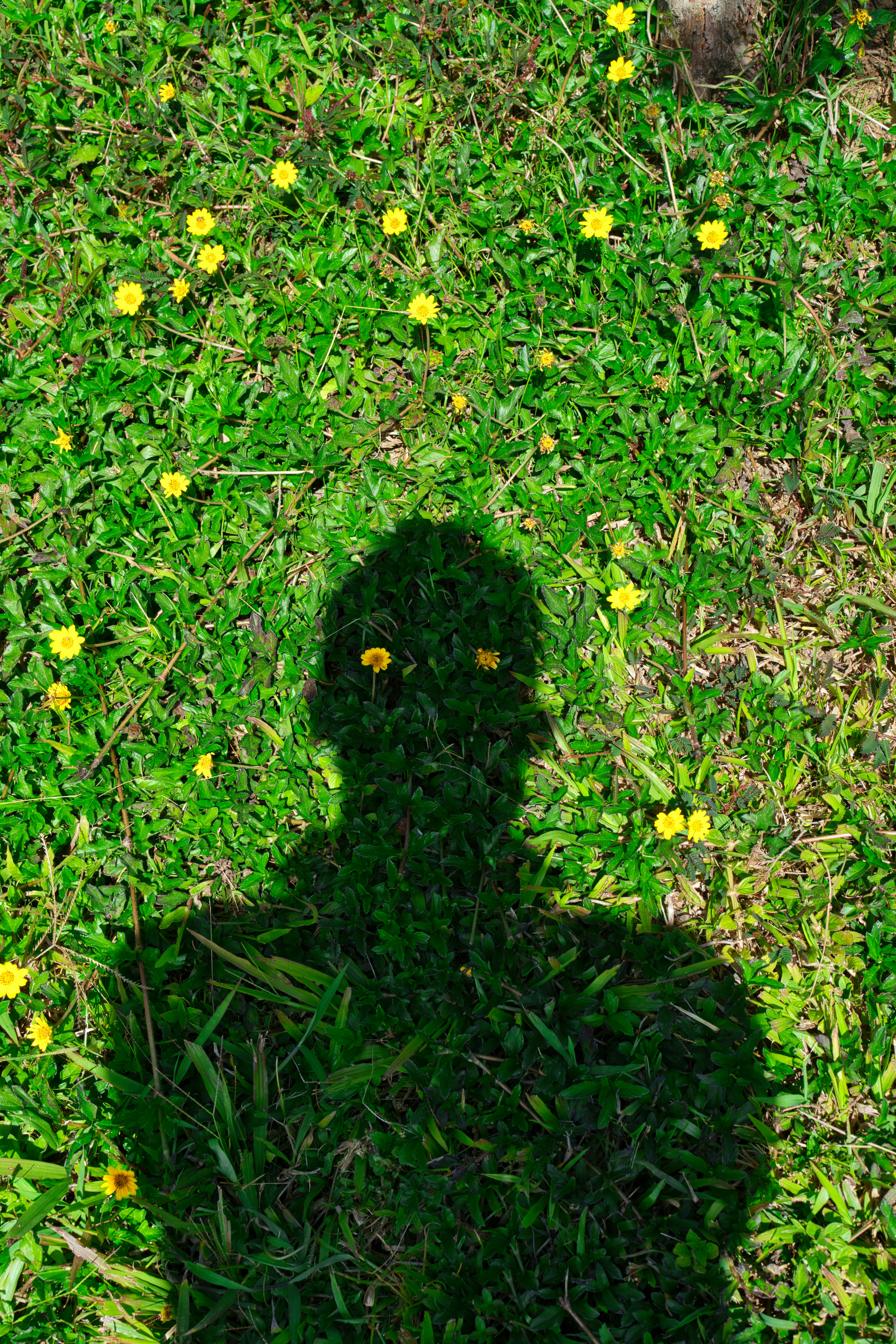 Shadow of the Gardener: Yellow Dandelions Across a Green Carpet