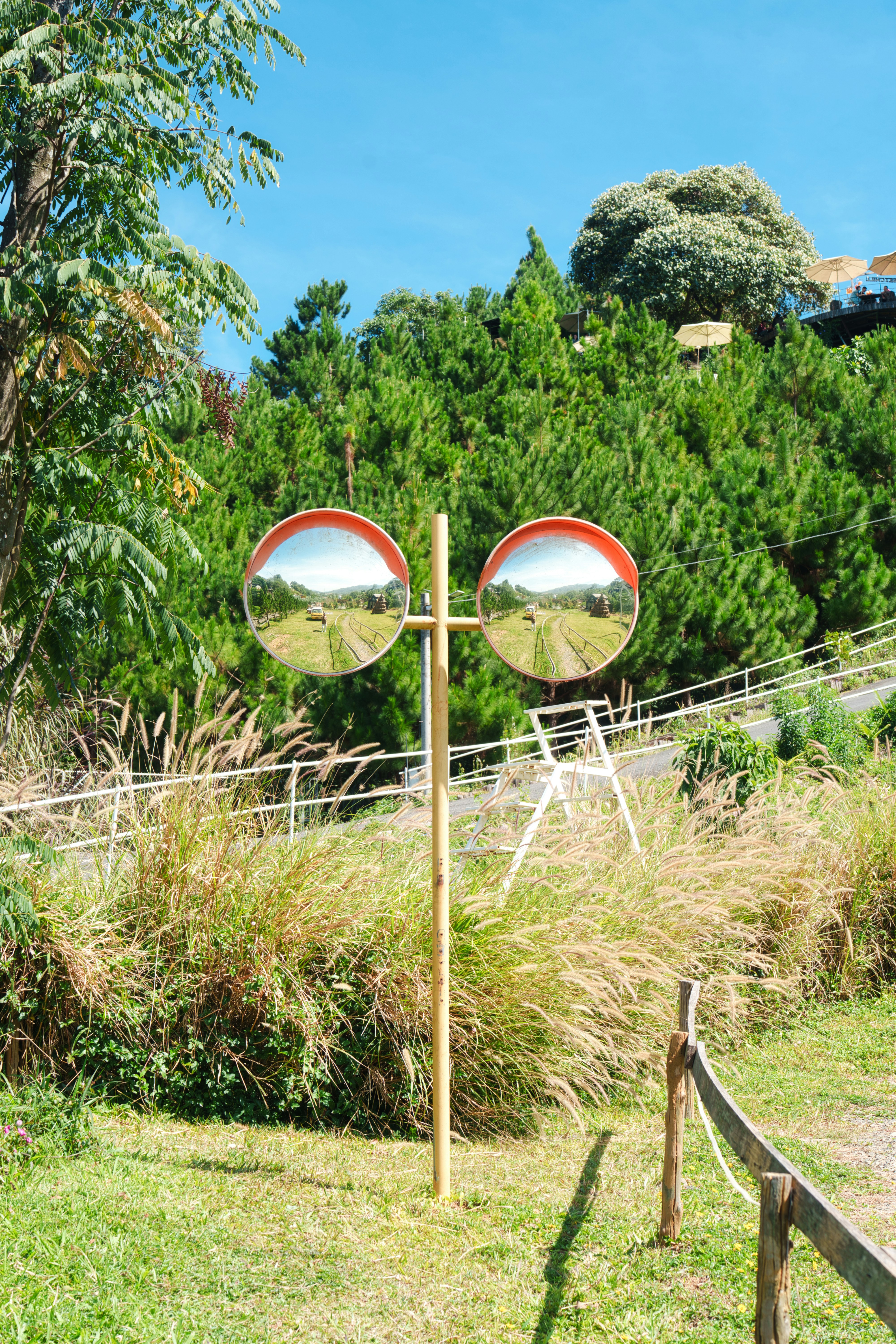 Mirror Pines: Circular Reflections Above a Rural Path