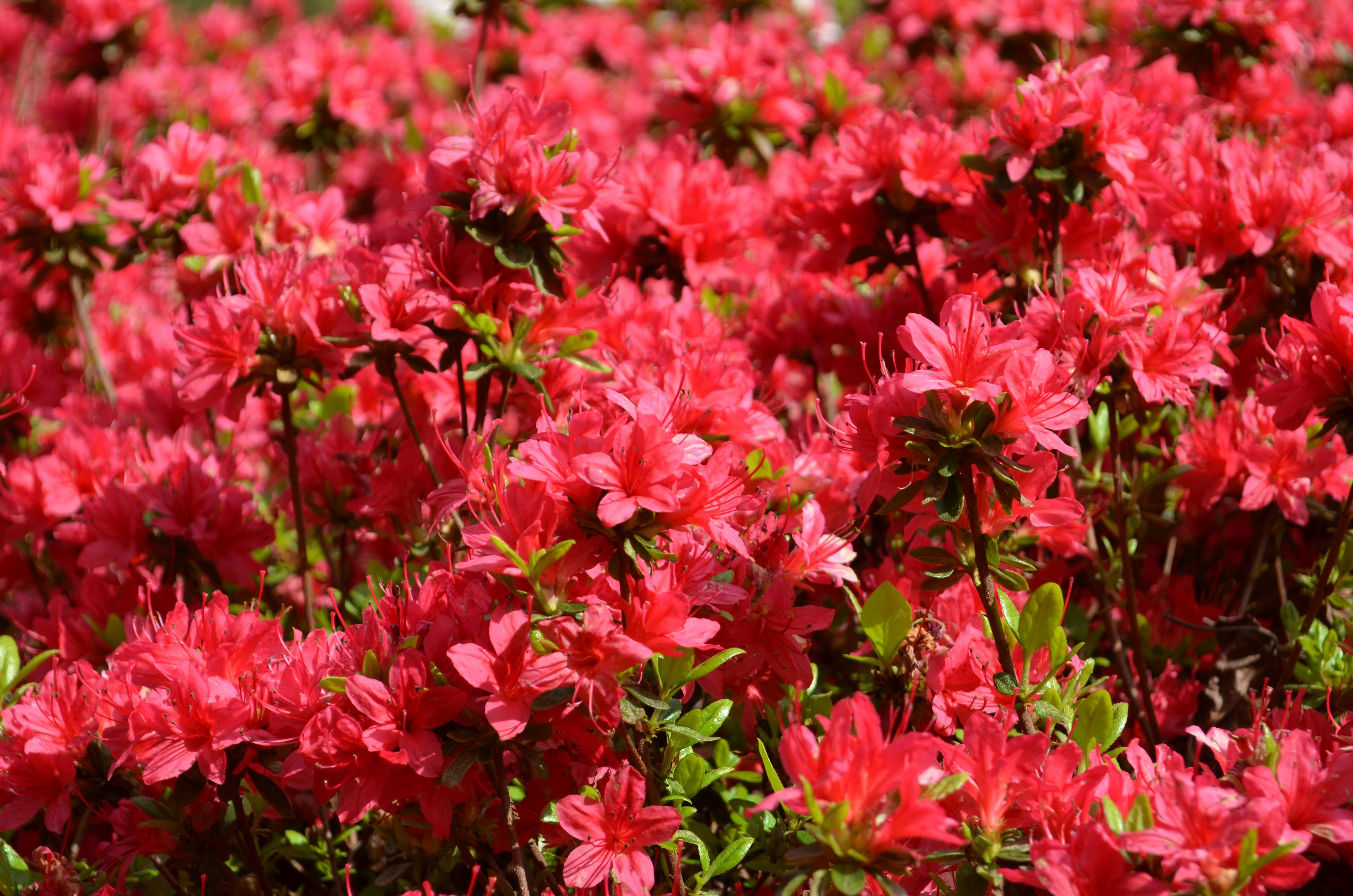 Crimson Blooms: A Close Cascade of Azalea Petals