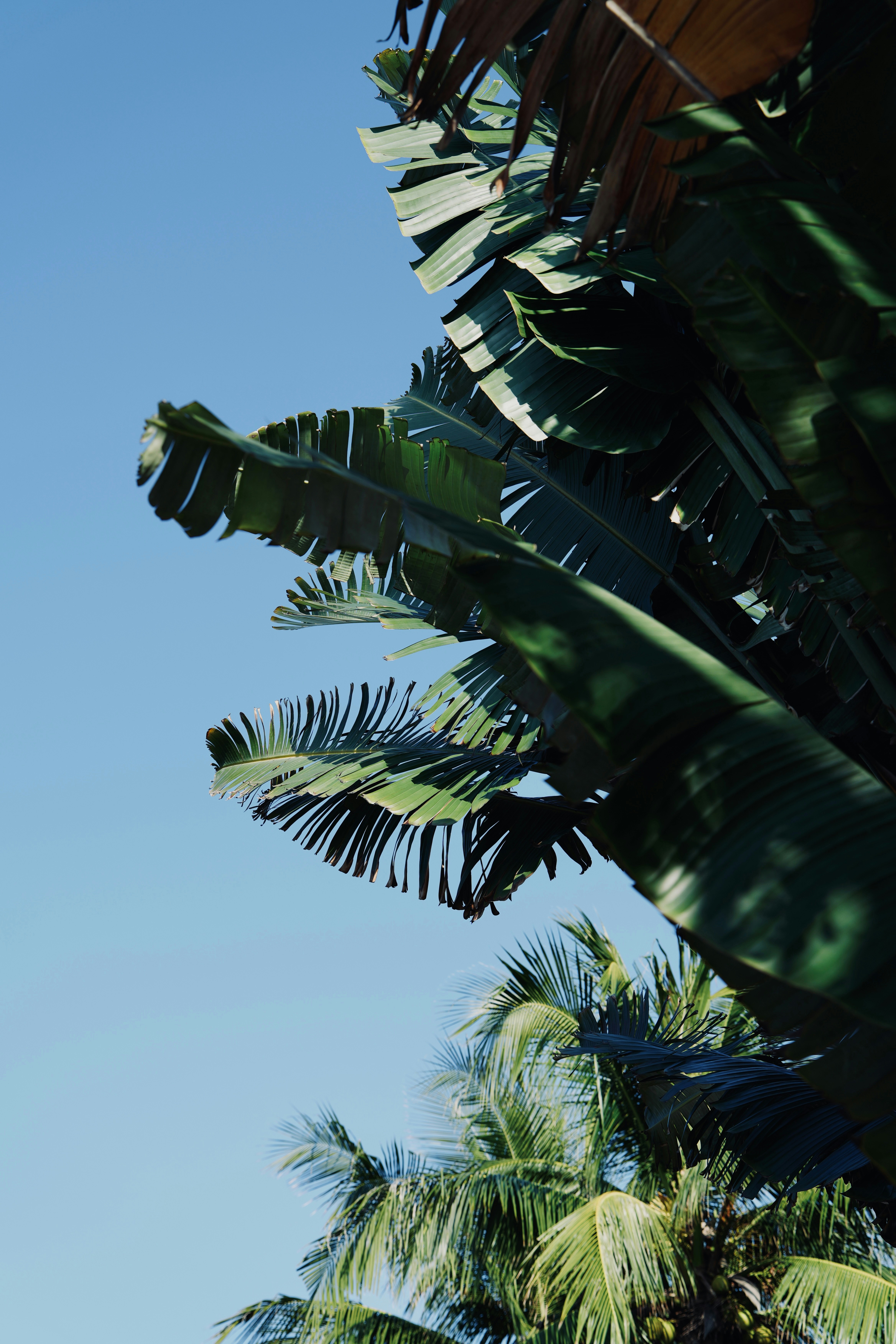 Sunlit Palms Tilt Toward a Clear Sky