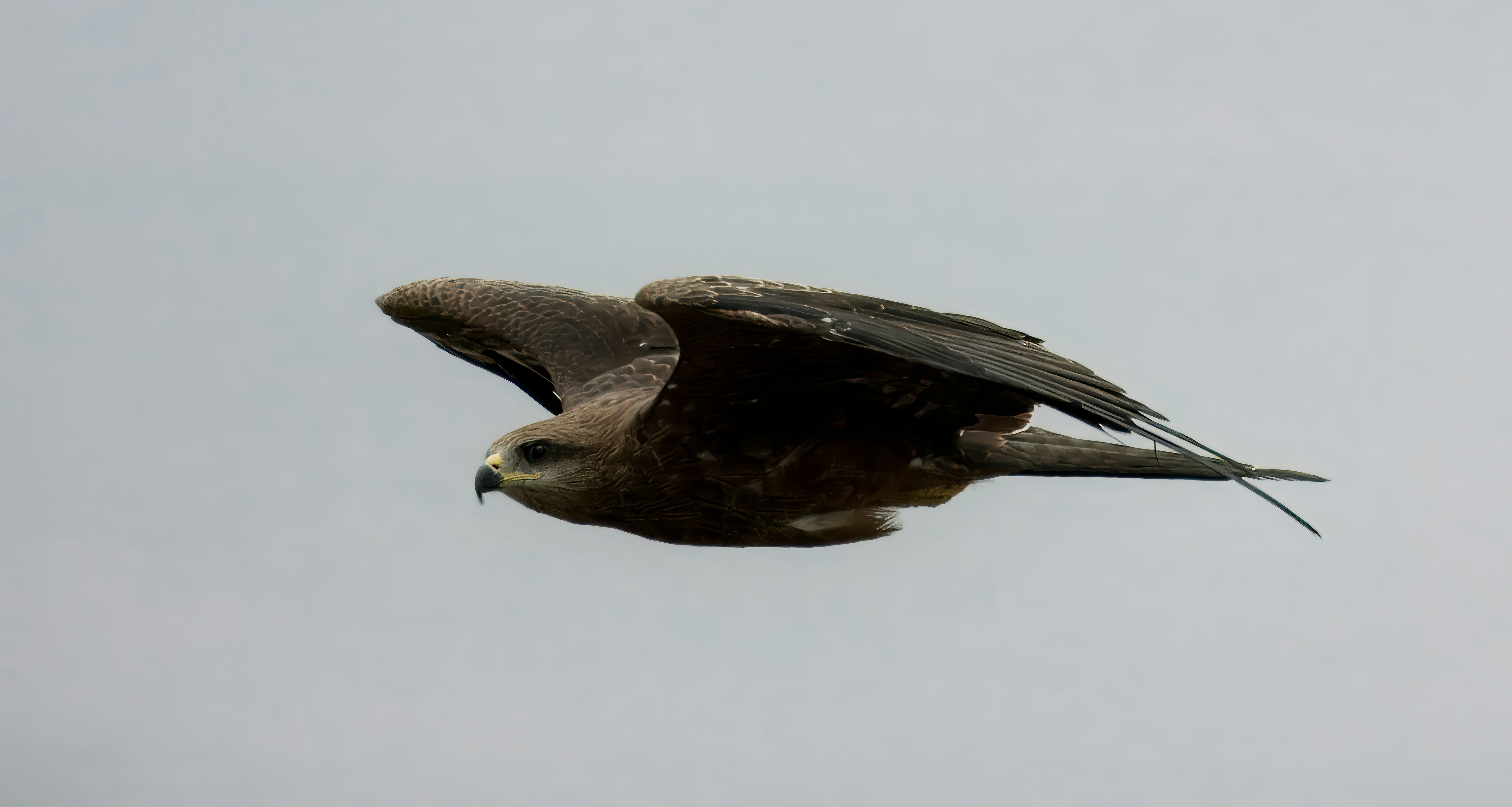 Razor-winged Glide: A Peregrine-like silhouette in midflight
