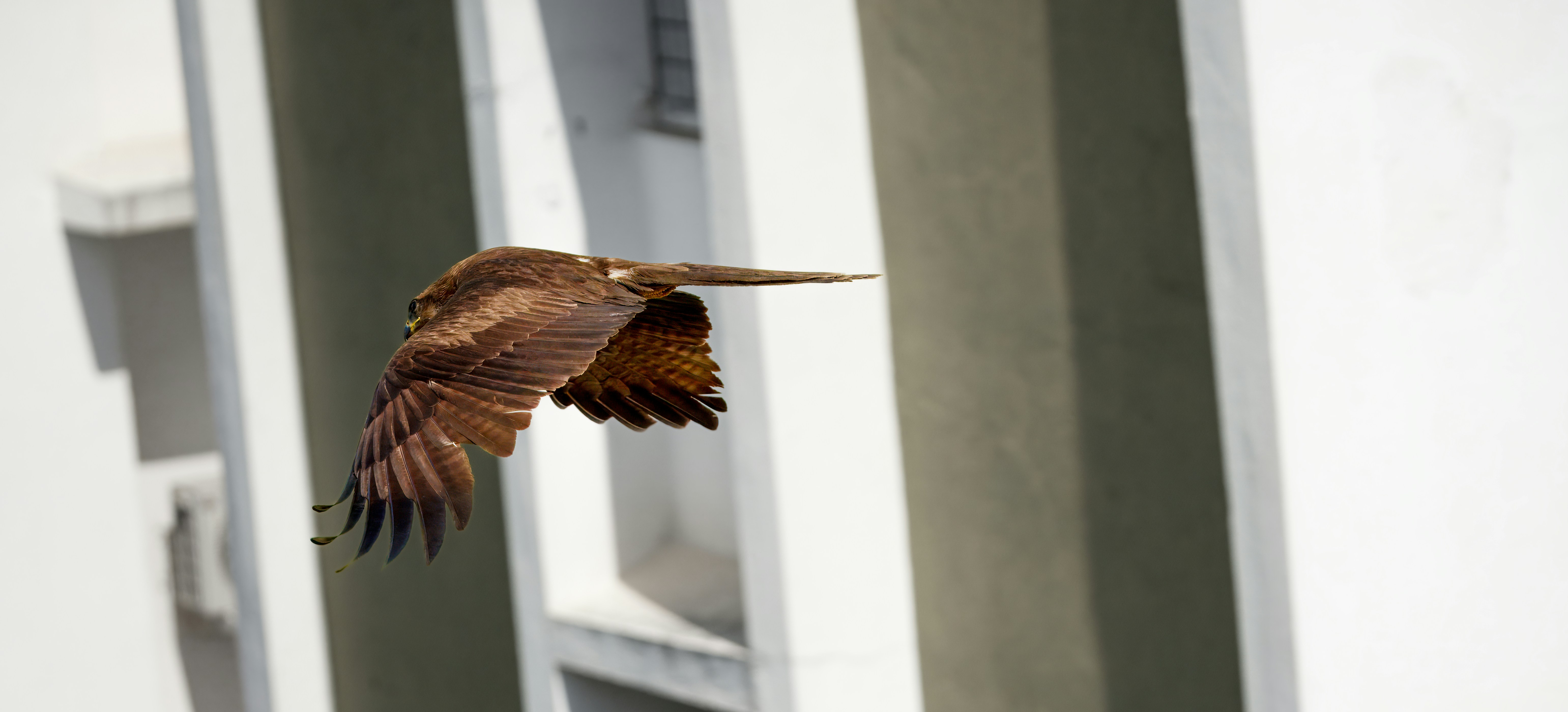 Wingbeats Over Concrete: A Hawk in Transit