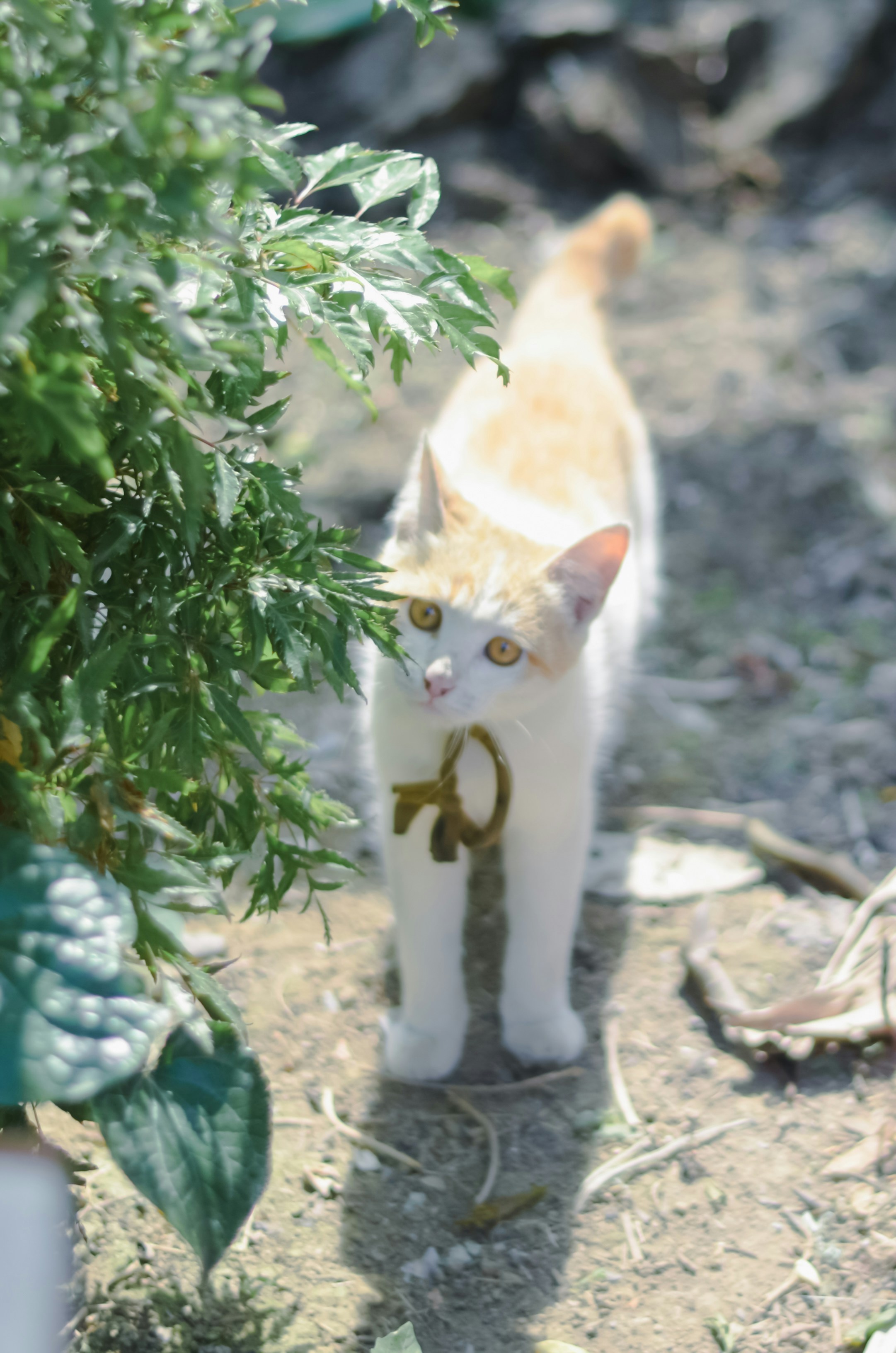 Curious Kitten in a Sunlit Patch