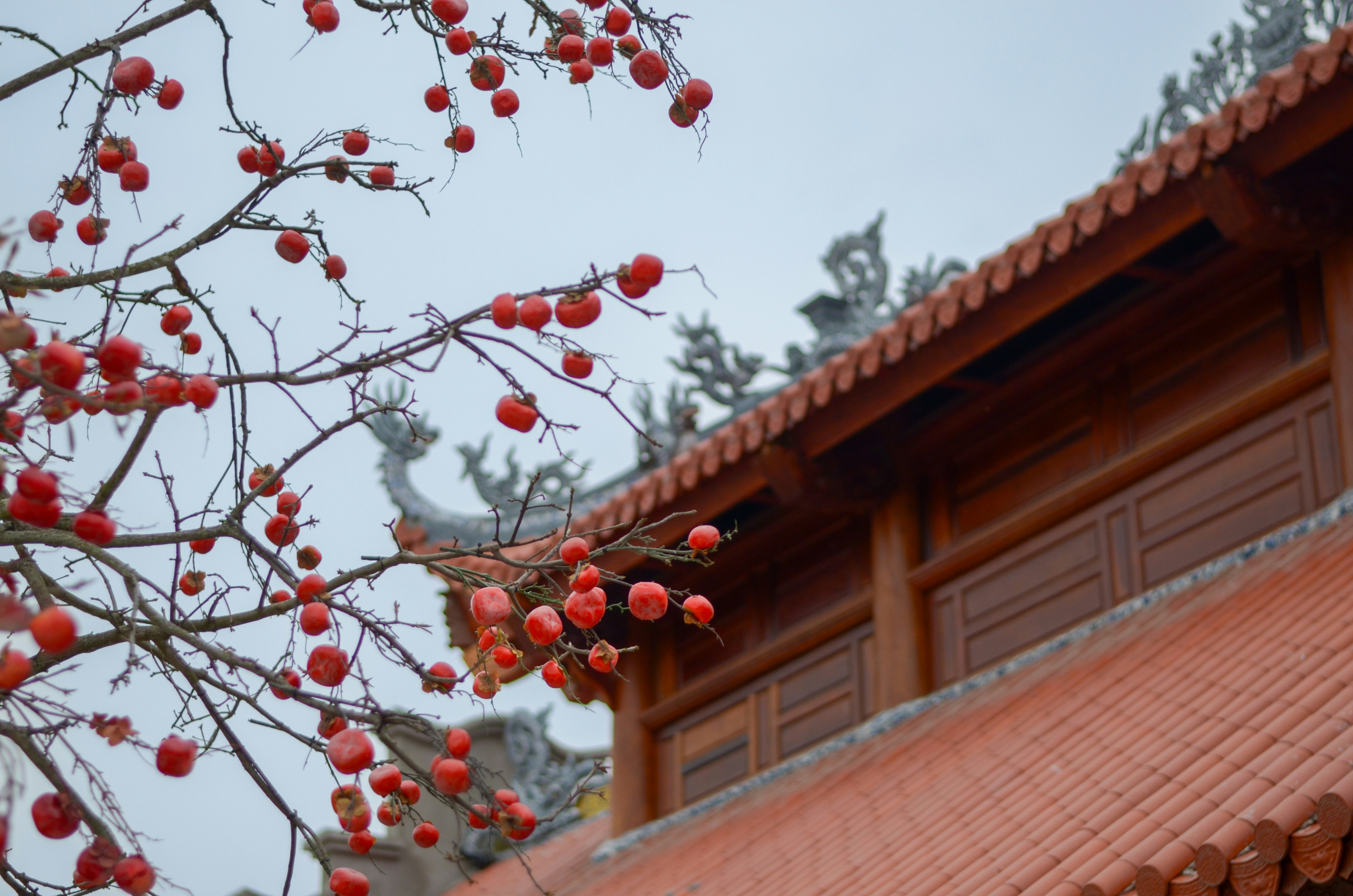 Red-berry Confetti Above a Far-Eacing Temple Roof