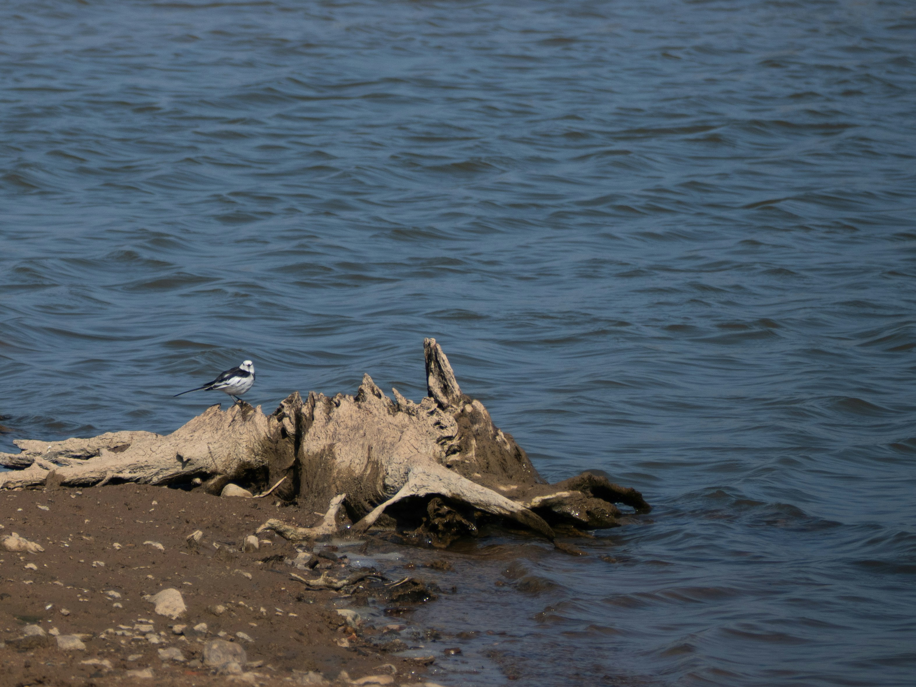 Bird on Driftwood at the Shoreline