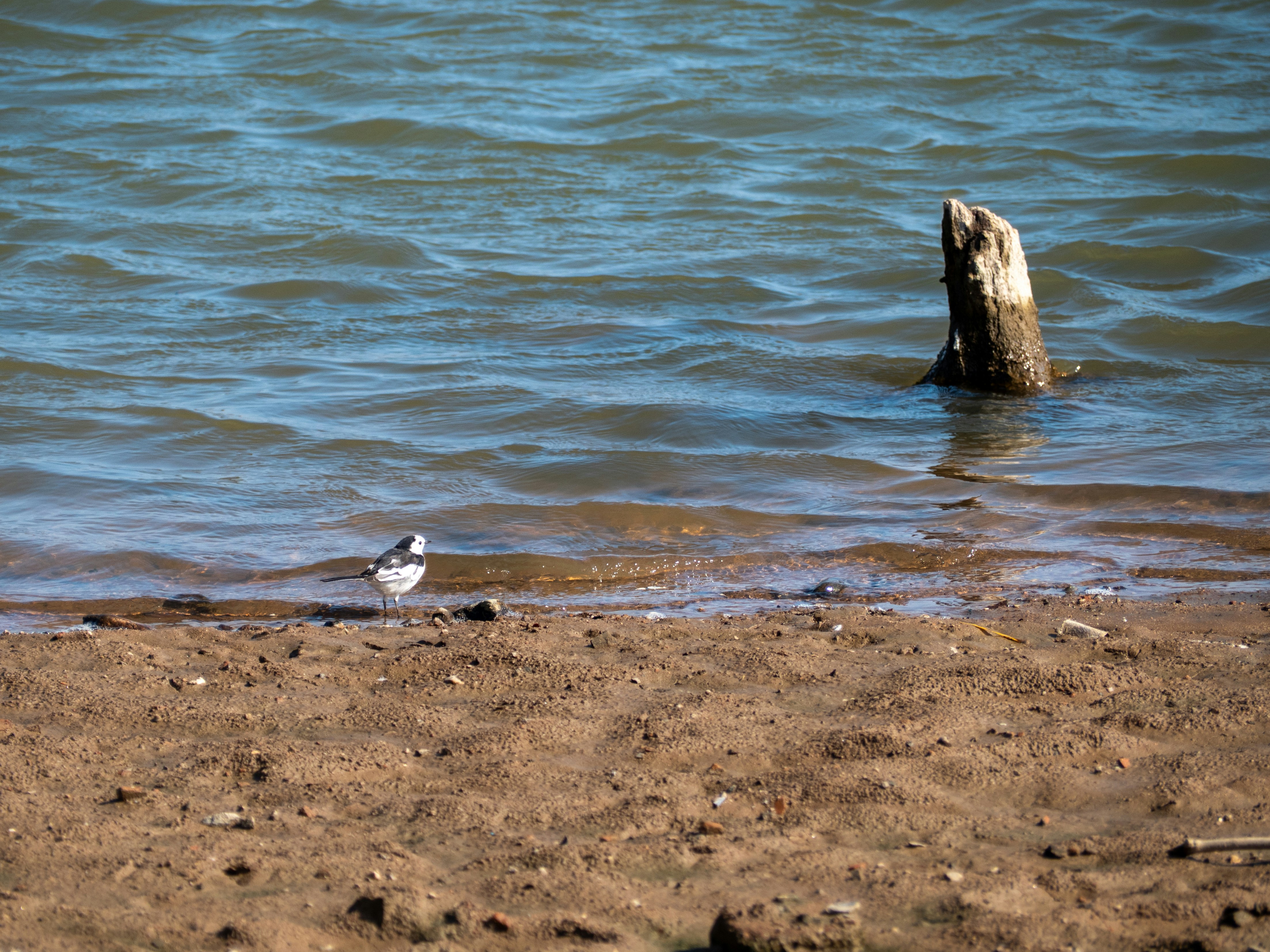 Tiny shorebird at the waterline with a weathered post