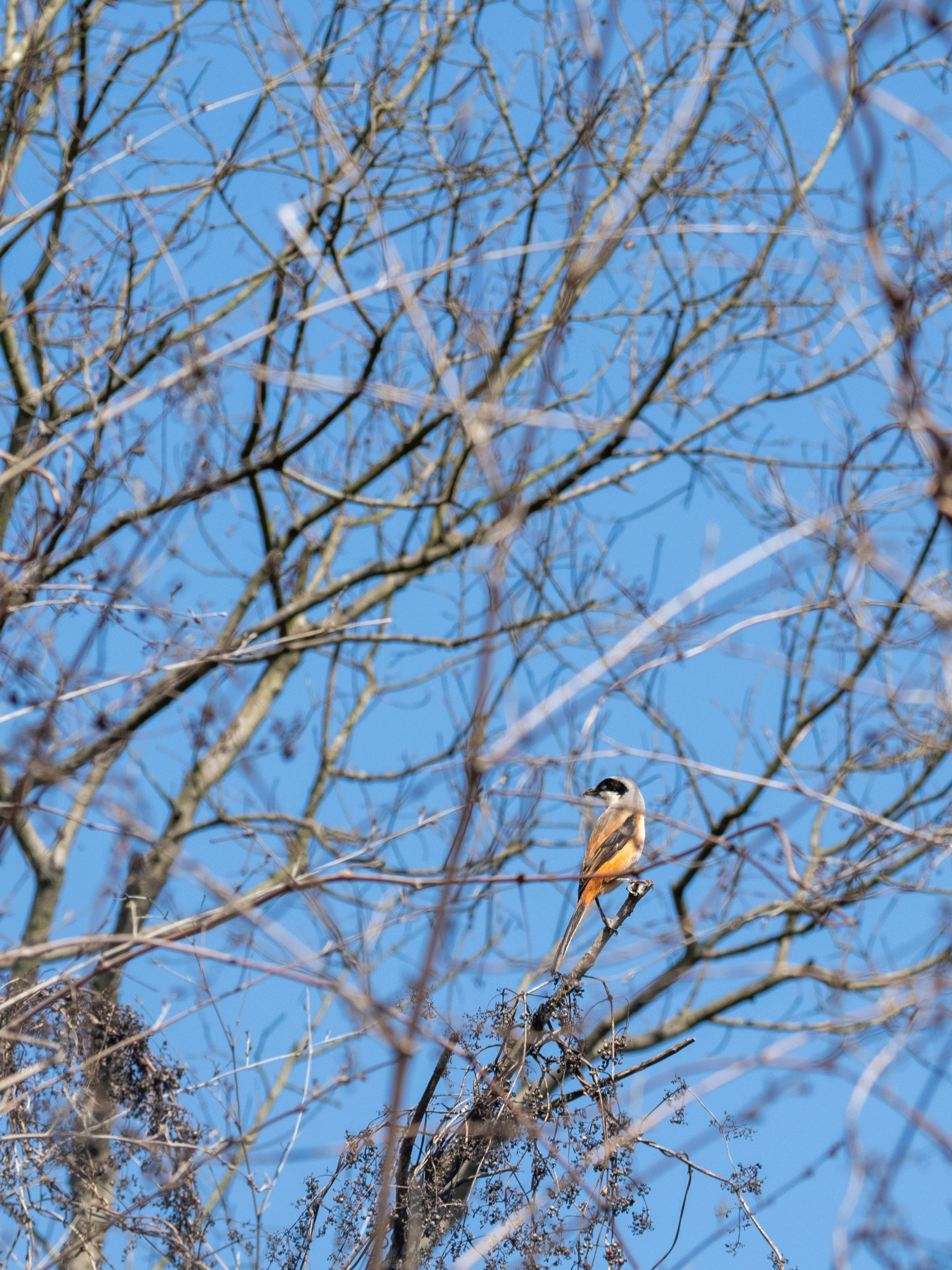 A small bird perched on a bare tree branch.