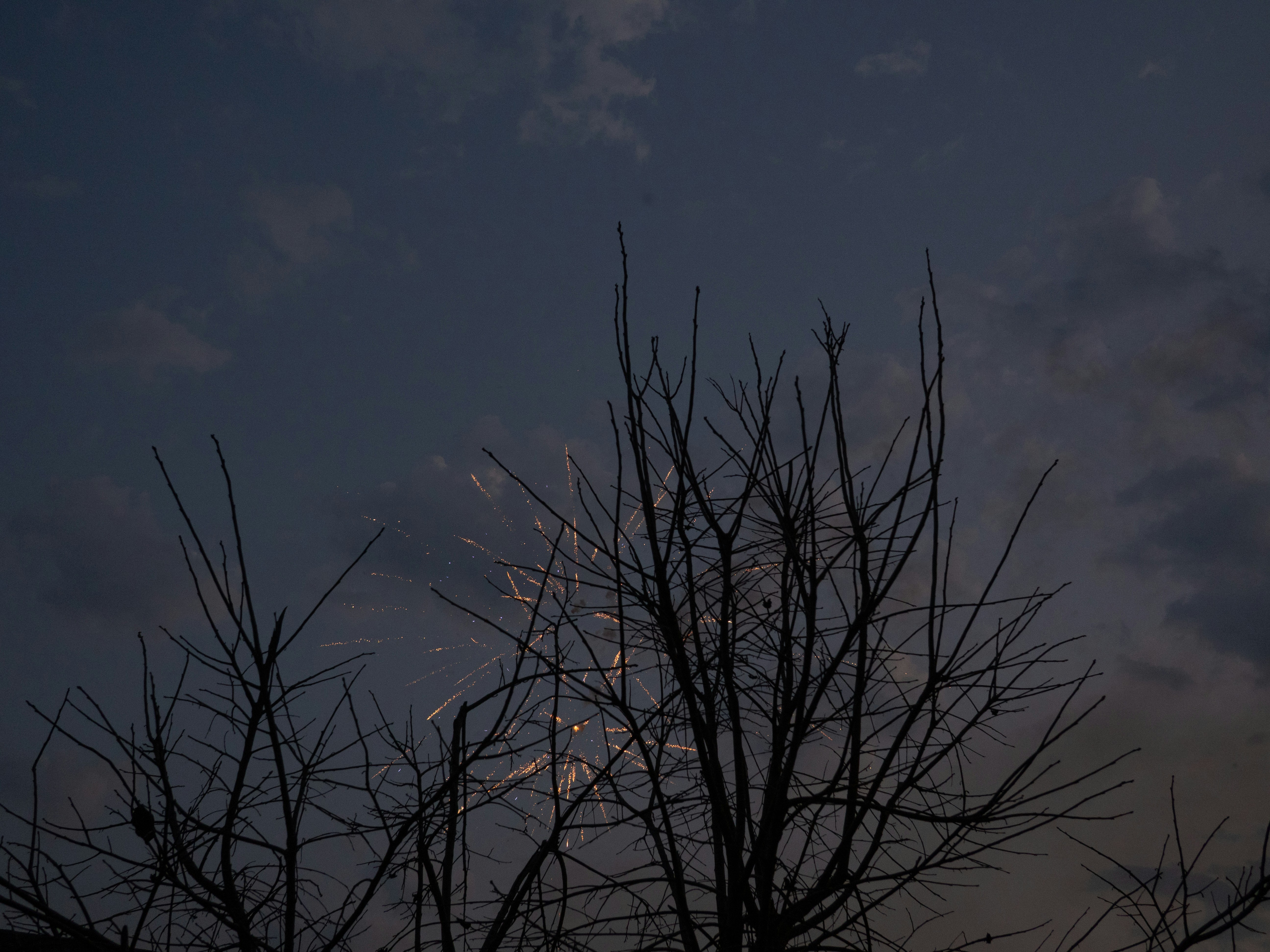 Silhouetted Winter Firework of Branches Against Dusk Sky