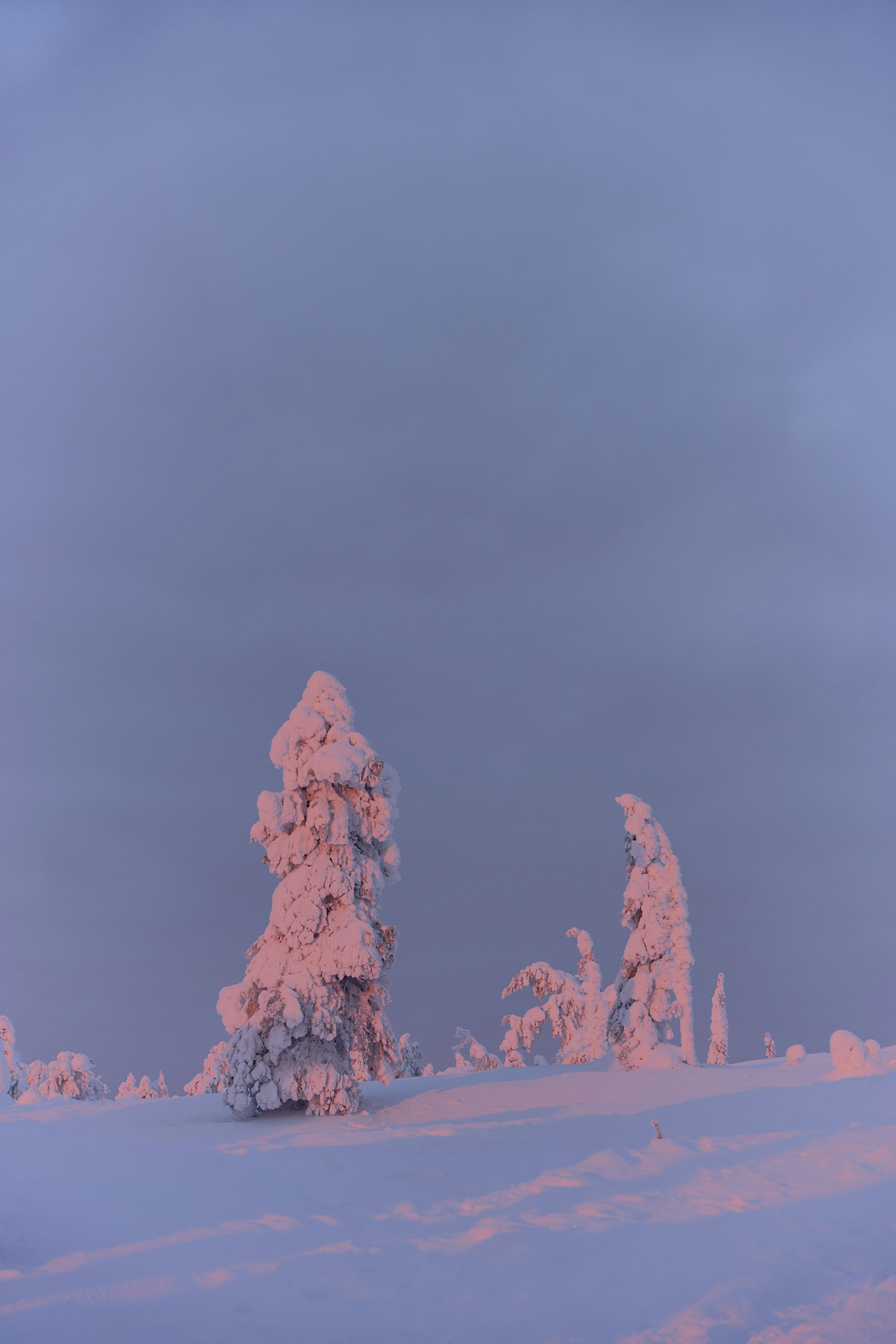 Pink-tinged Pines on a Quiet Snowfield at Dusk