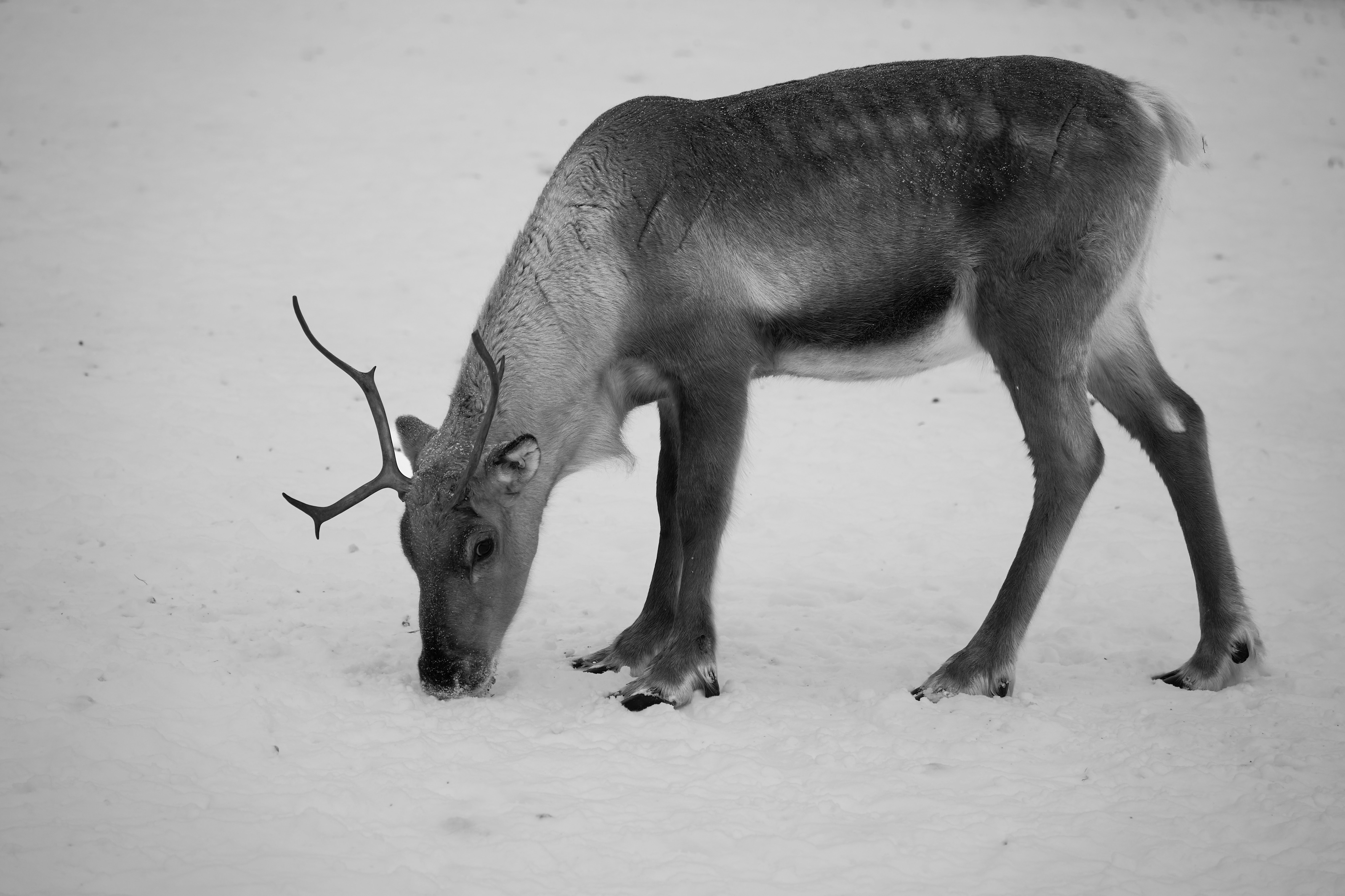 Winter Stroll: A stag with downward gaze in a quiet snow field