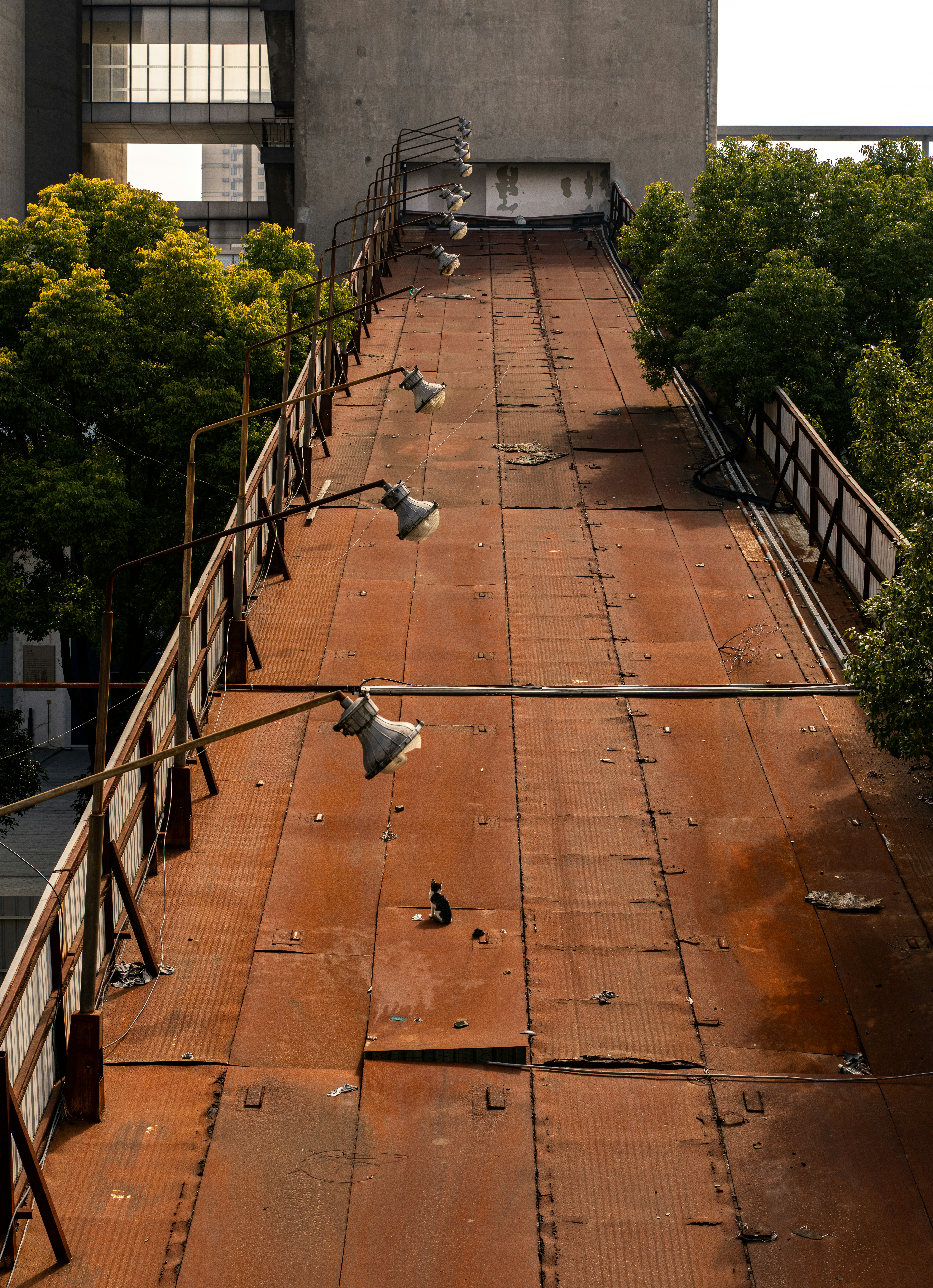 Rusted Roof, Quiet Cat: A Lone Moment on the Industrial Rooftop