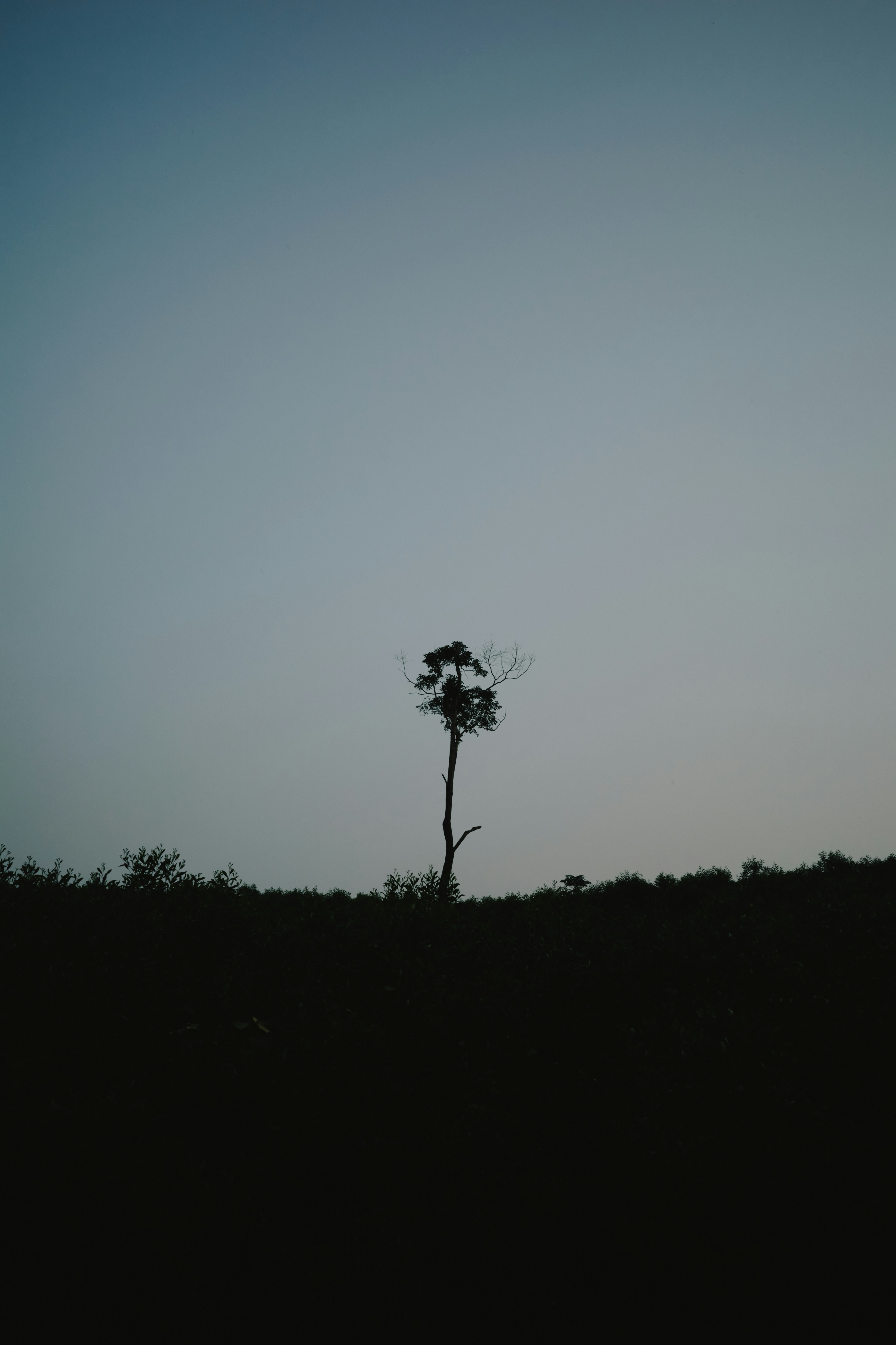 Alone Crest: A Lone Tree on a Darkening Horizon
