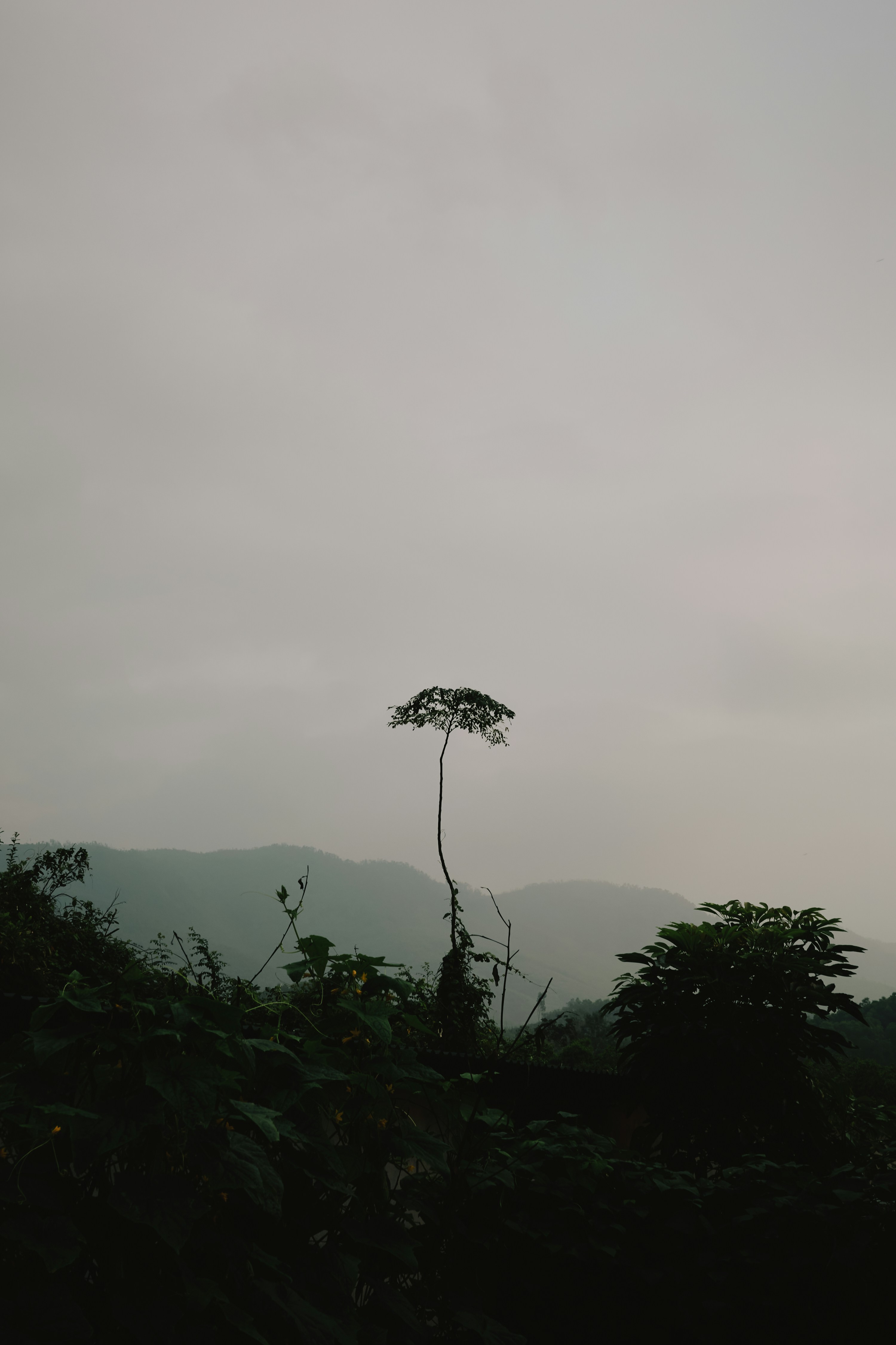 A Lone Umbrella of Life atop a Narrow Stem