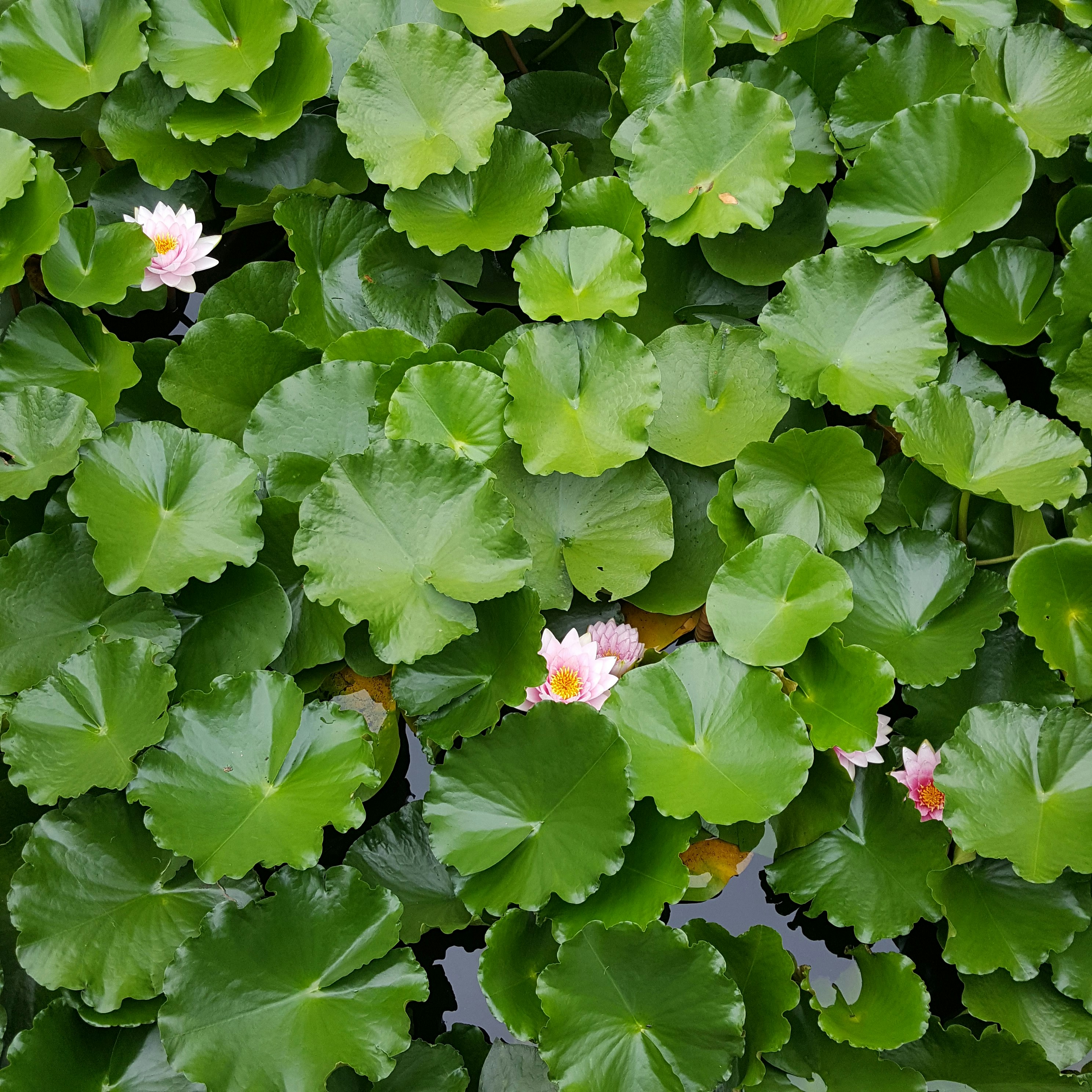 Pink water lilies bloom amongst lush green lily pads.
