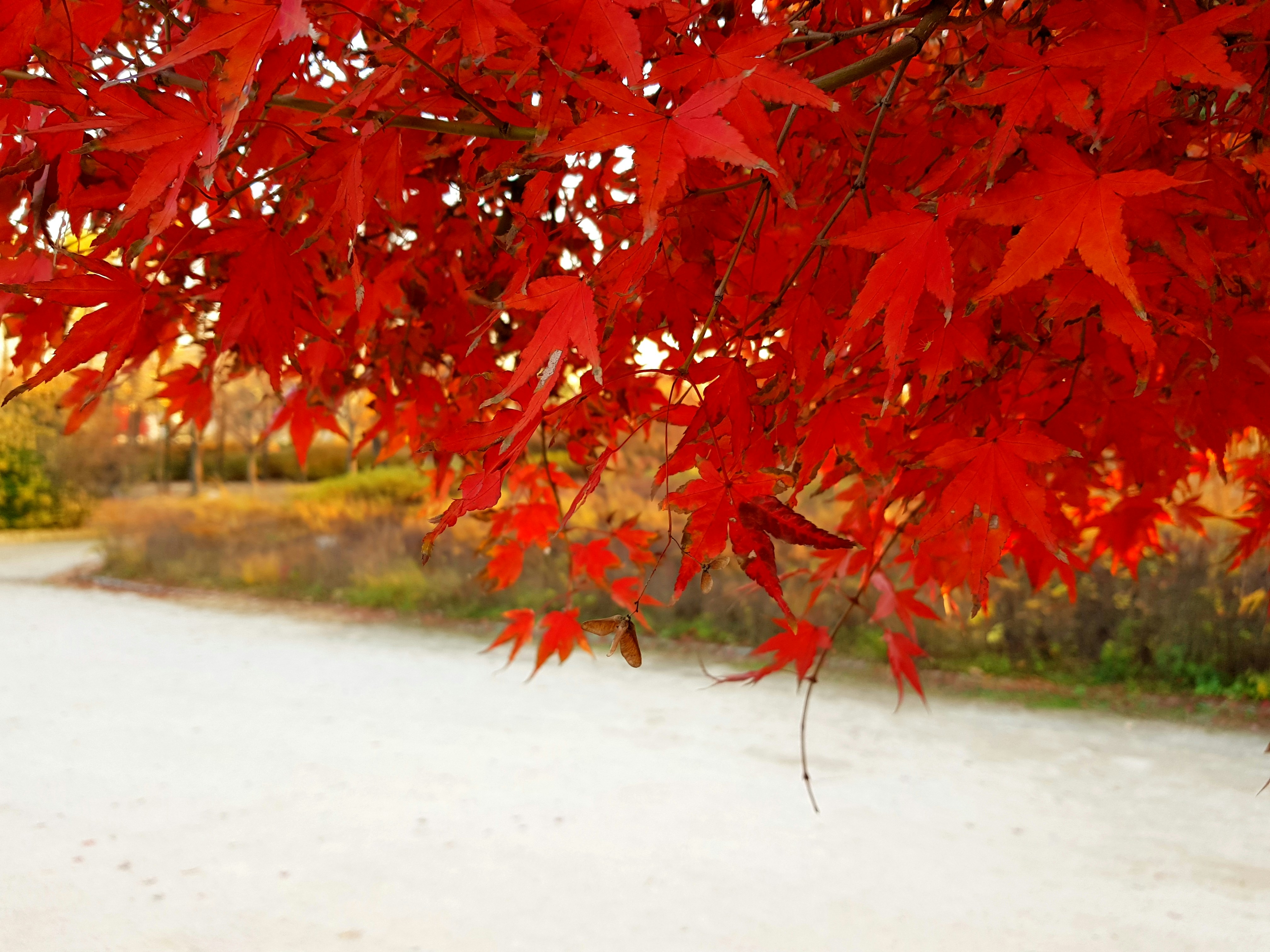 Crimson Canopy Over a Quiet Path
